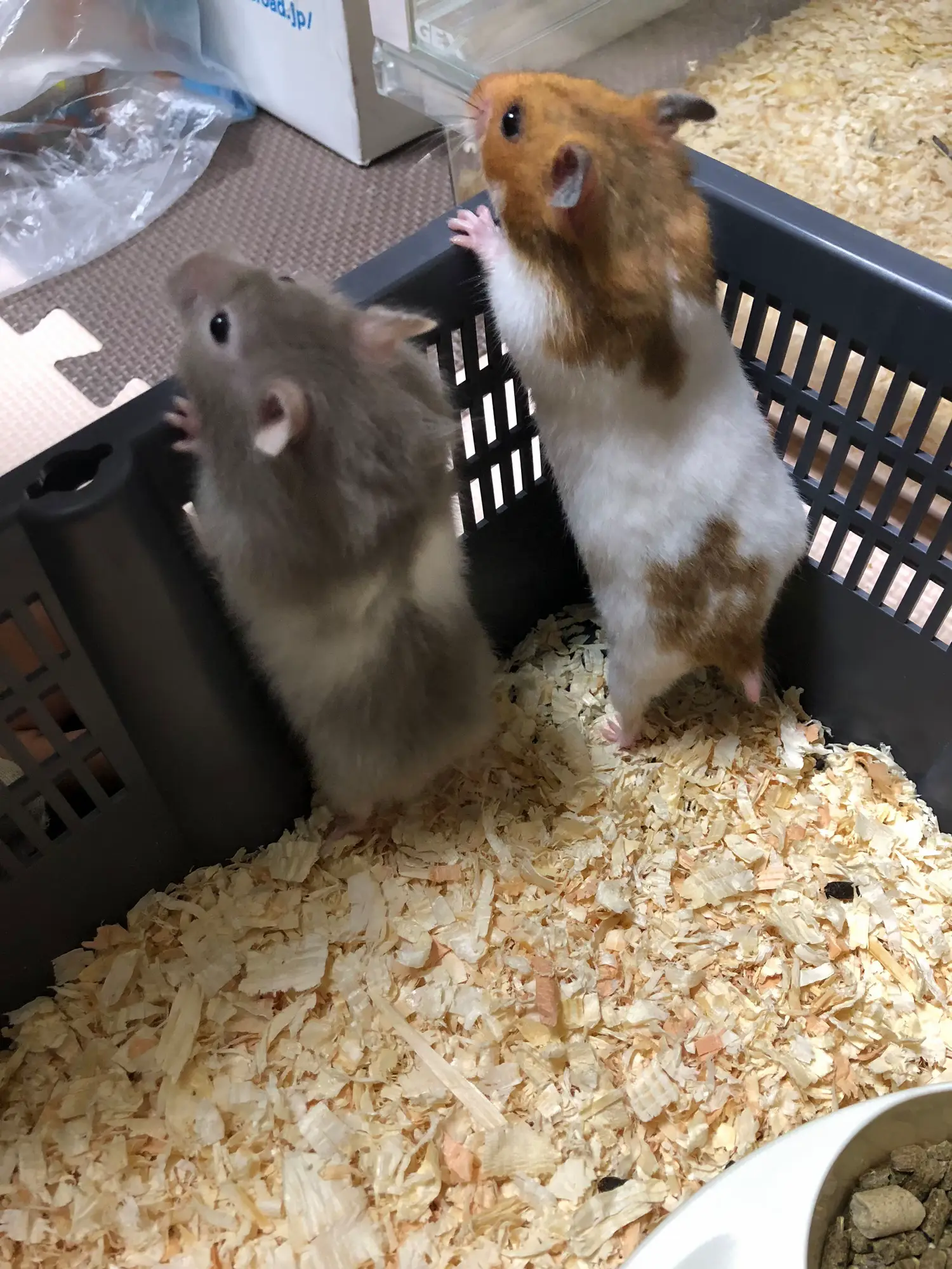 ようこそ我が家へ♡ | namiが投稿したフォトブック | Lemon8