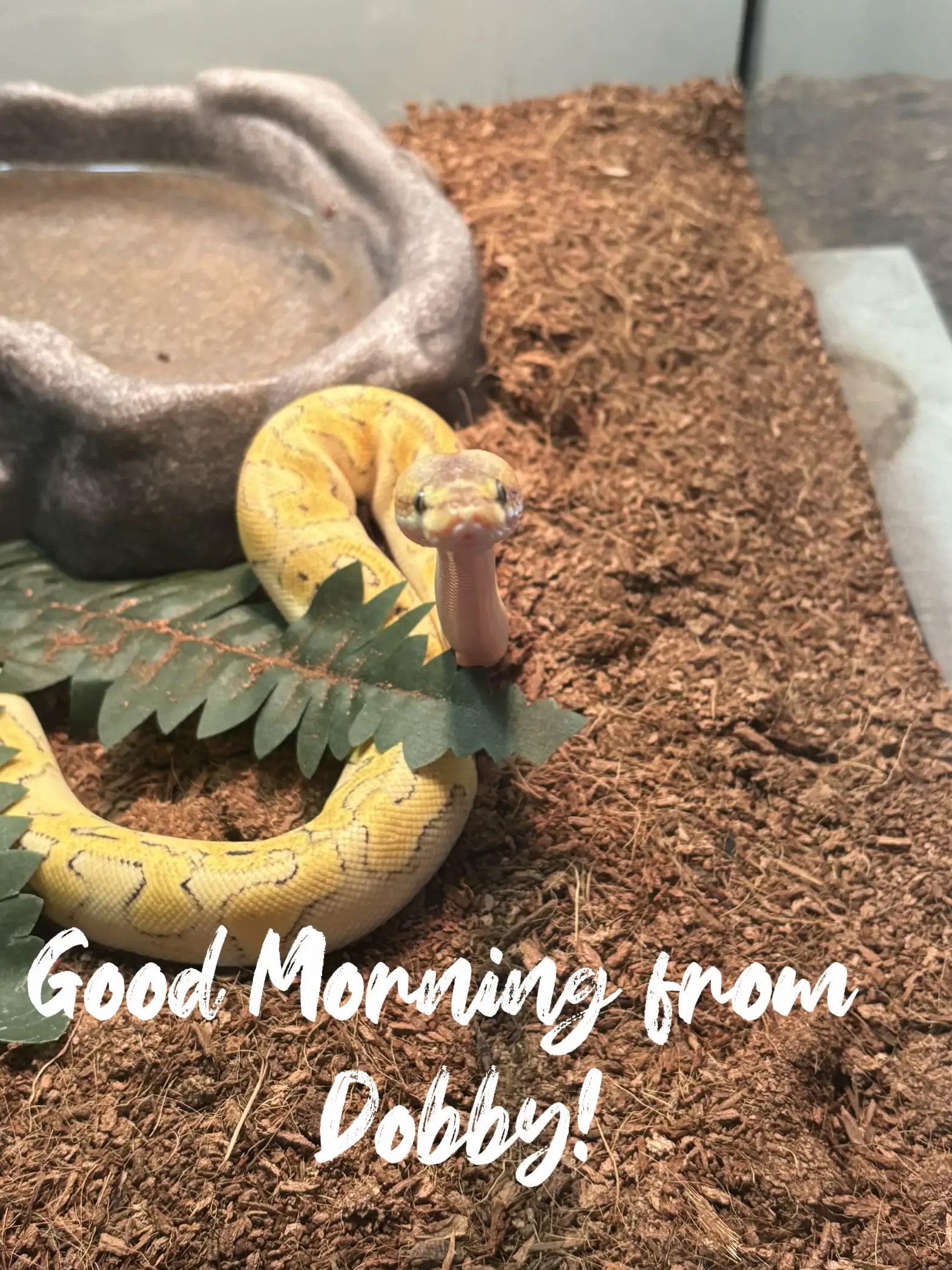 Good Morning Snake Memes Funny Good Morning Memes 22 02 22 2023