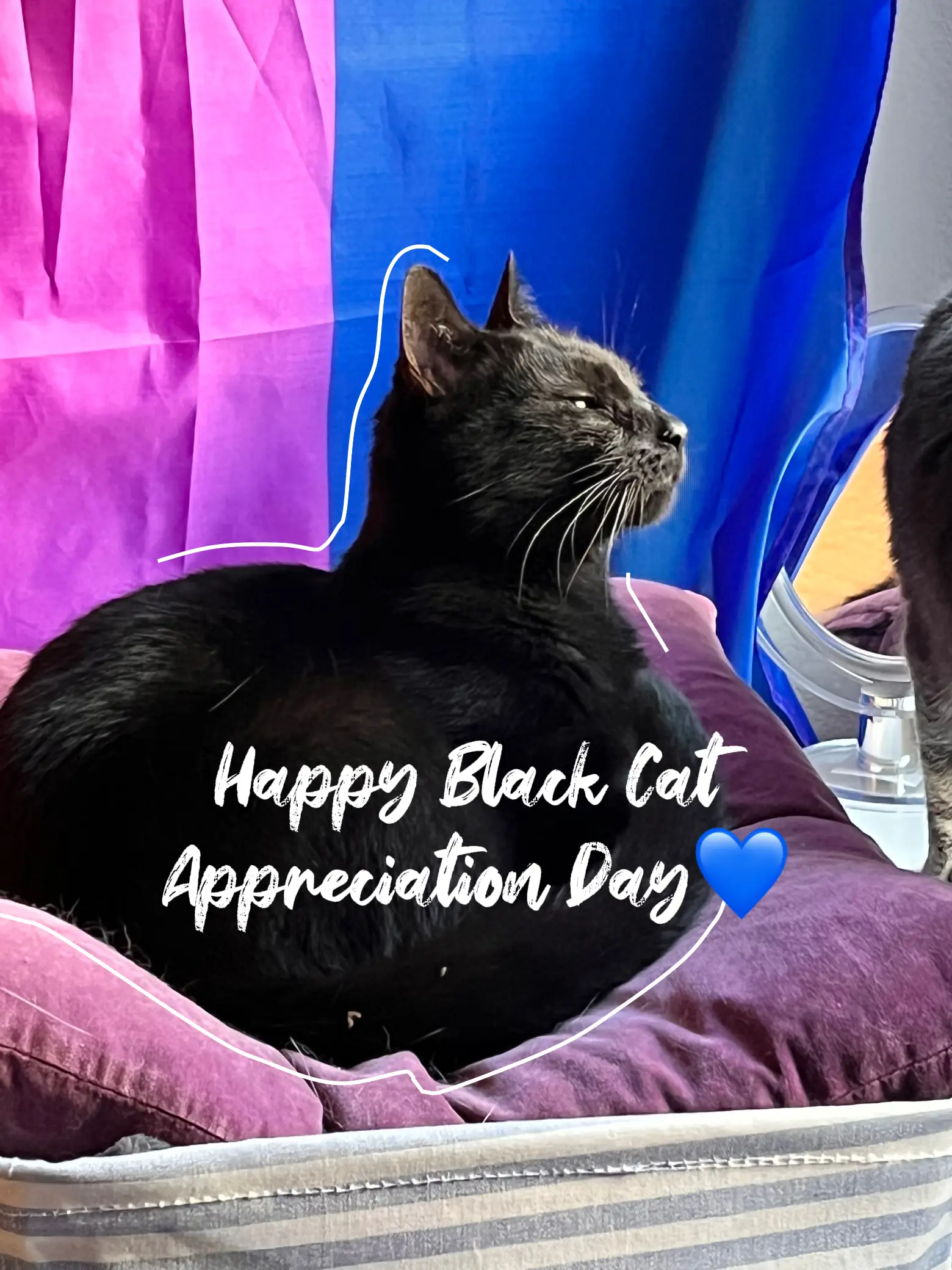 Happy Black Cat Appreciation Day💙 | Gallery posted by Gee | Lemon8