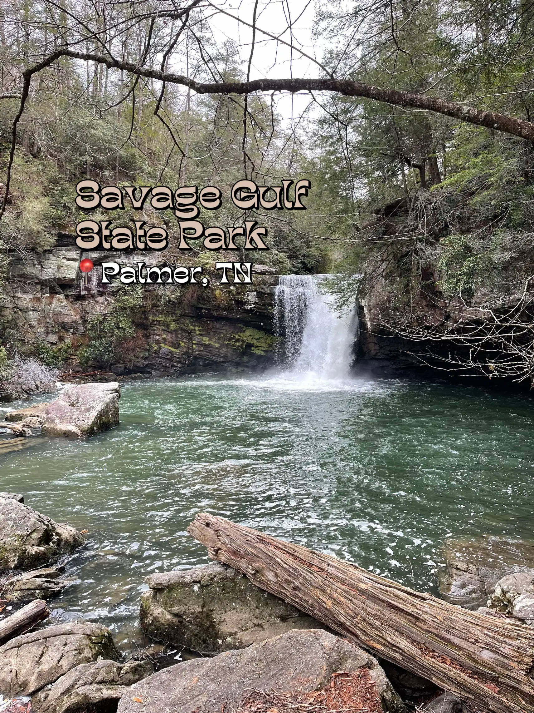 Savage Gulf State Park | Gallery posted by trailsandtap | Lemon8