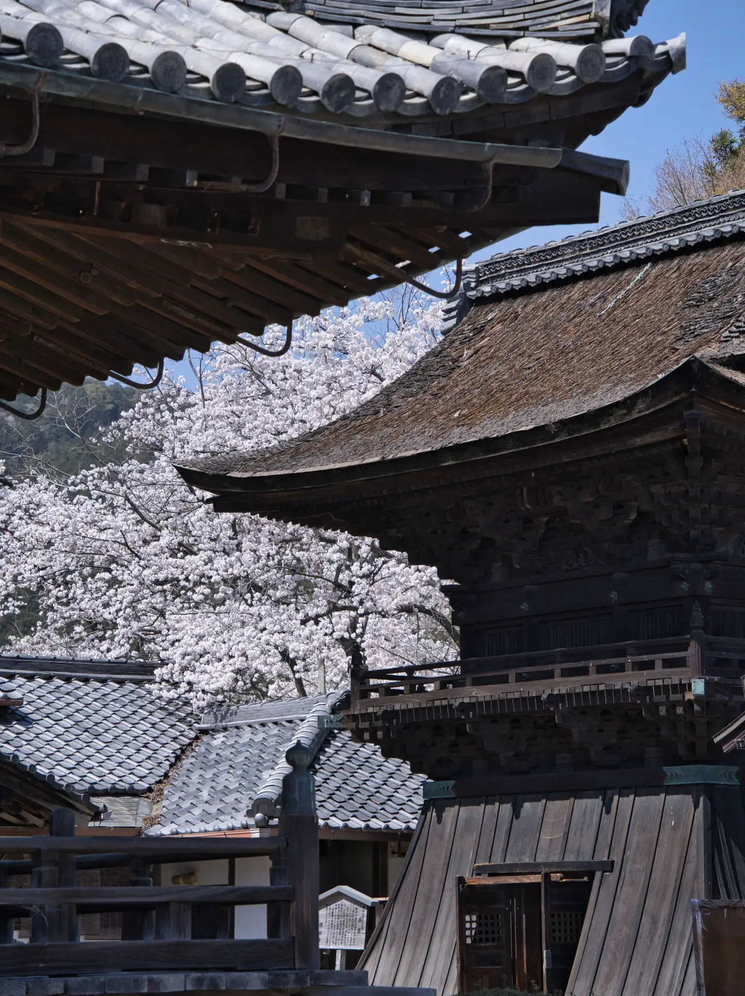 Shiga × Cherry Blossom 】 5-minute private viewing Cherry blossom reflection on the stage that ...