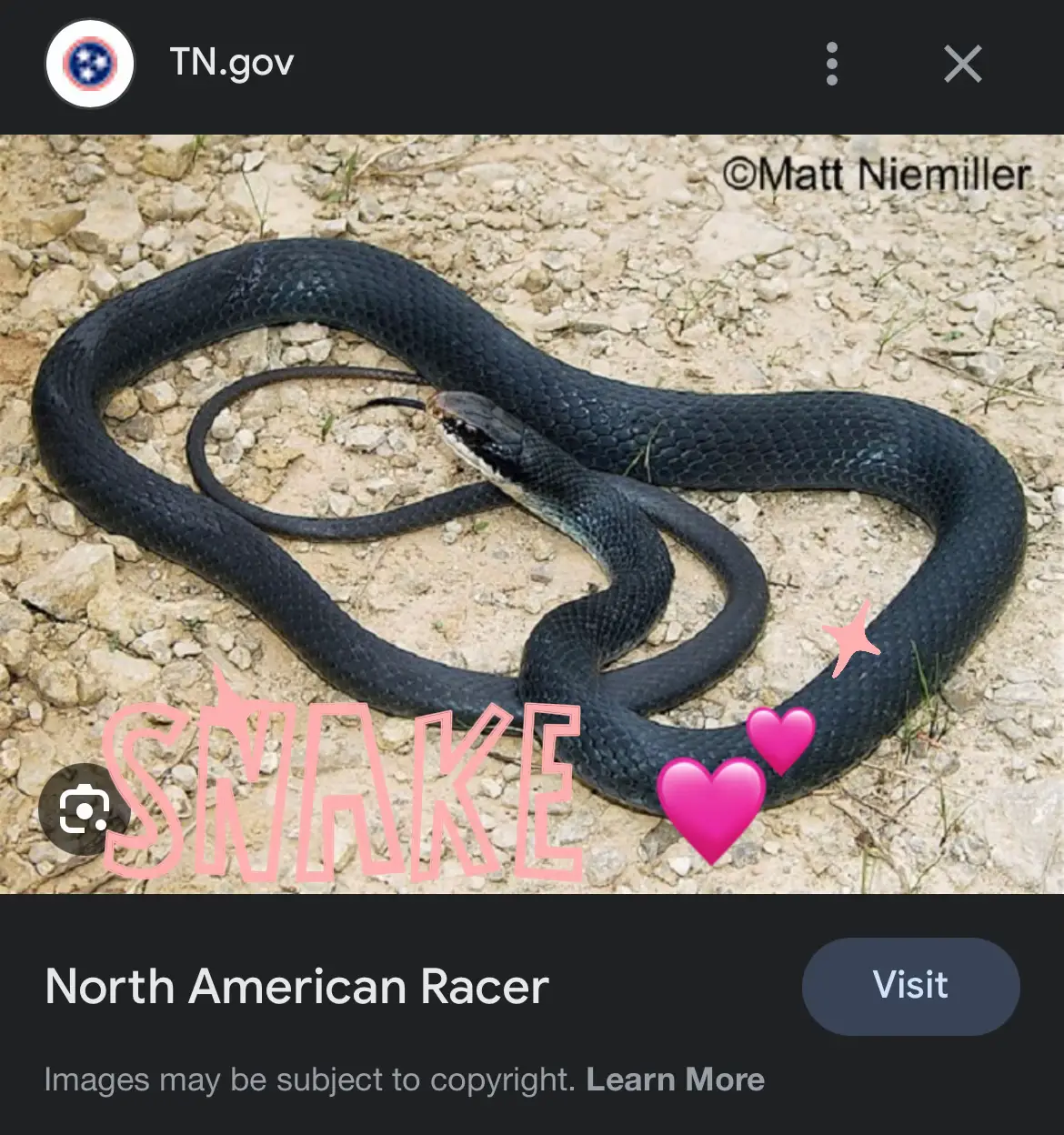 Snake 💕 | แกลเลอรีที่โพสต์โดย OptimalPessimy | Lemon8