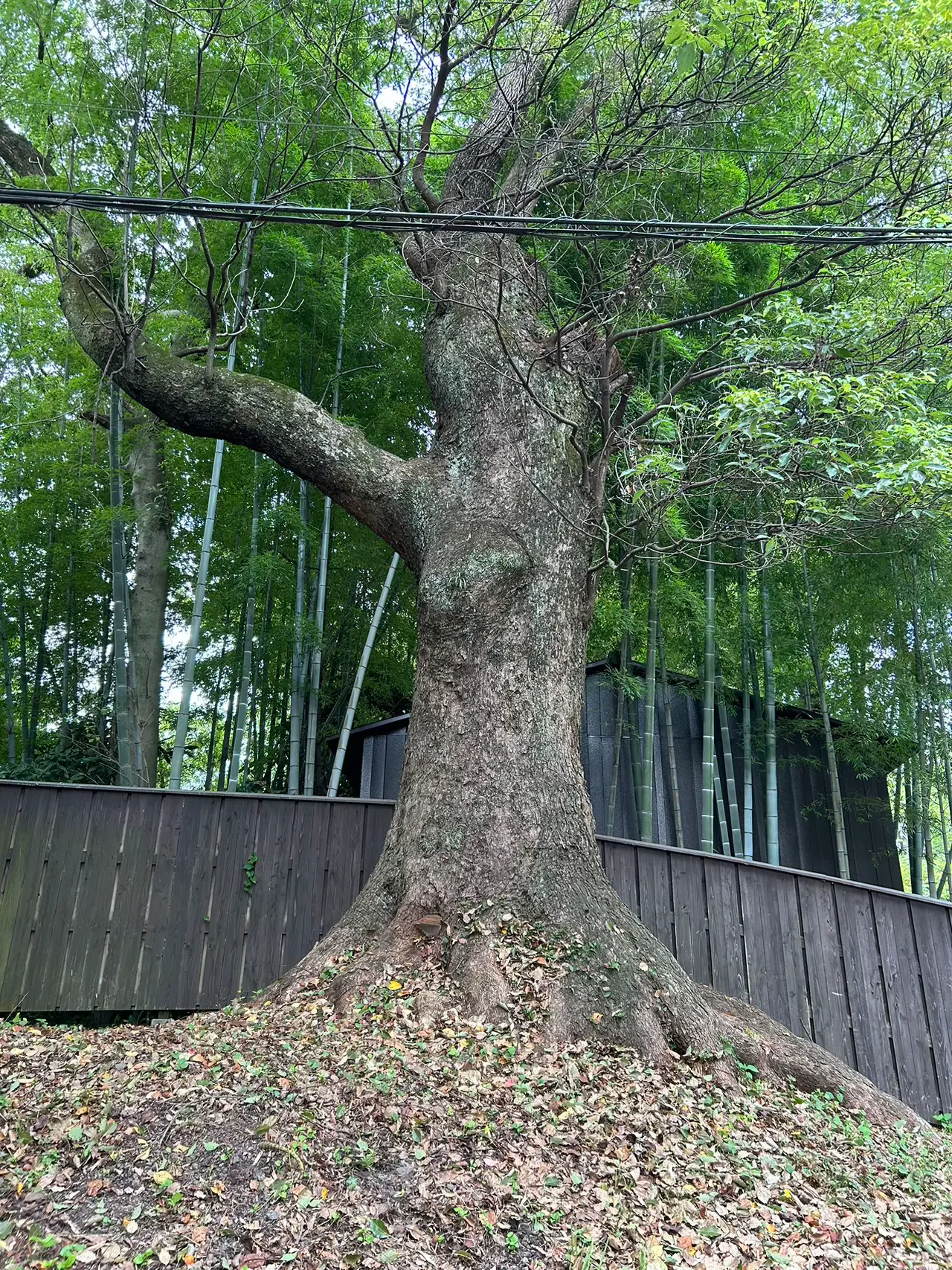 ปราสาทที่ดี🏯ต้นไม้ศักดิ์สิทธิ์ | แกลเลอรีที่โพสต์โดย Arinomama | Lemon8