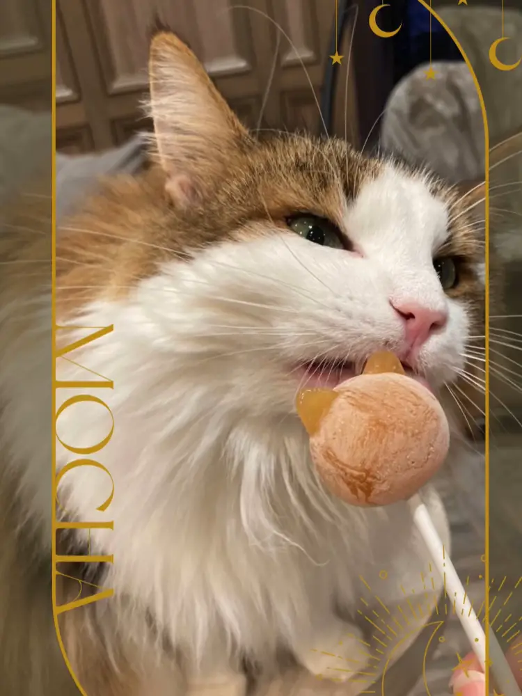 Shibuya 】 Healing space to spend with cats | Video published by あきたこまち🌾 ...