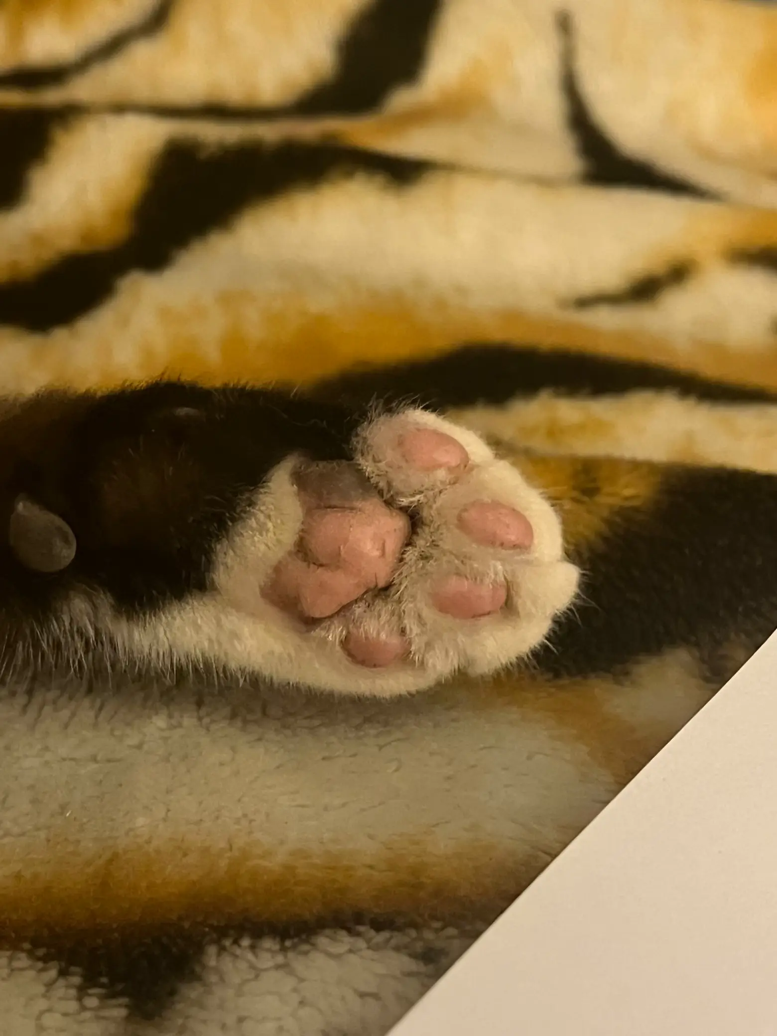Decoding Your Cat’s Personality from Paw Pads | Gallery posted by Fido ...