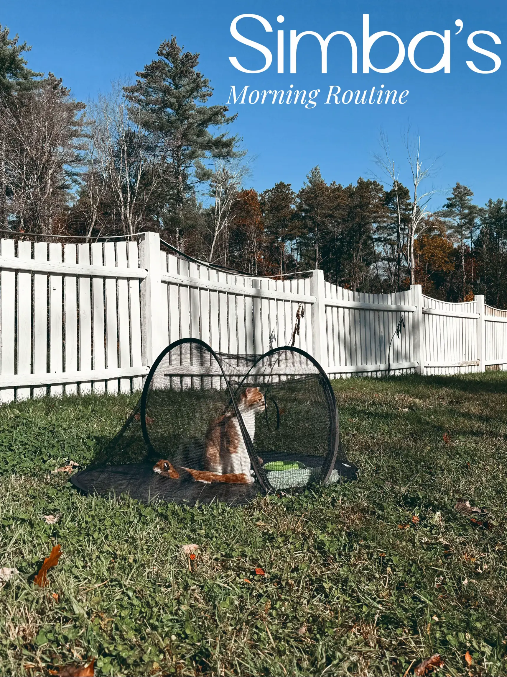 Simba’s Morning Routine | วิดีโอที่เผยแพร่โดย Inês Pacheco | Lemon8