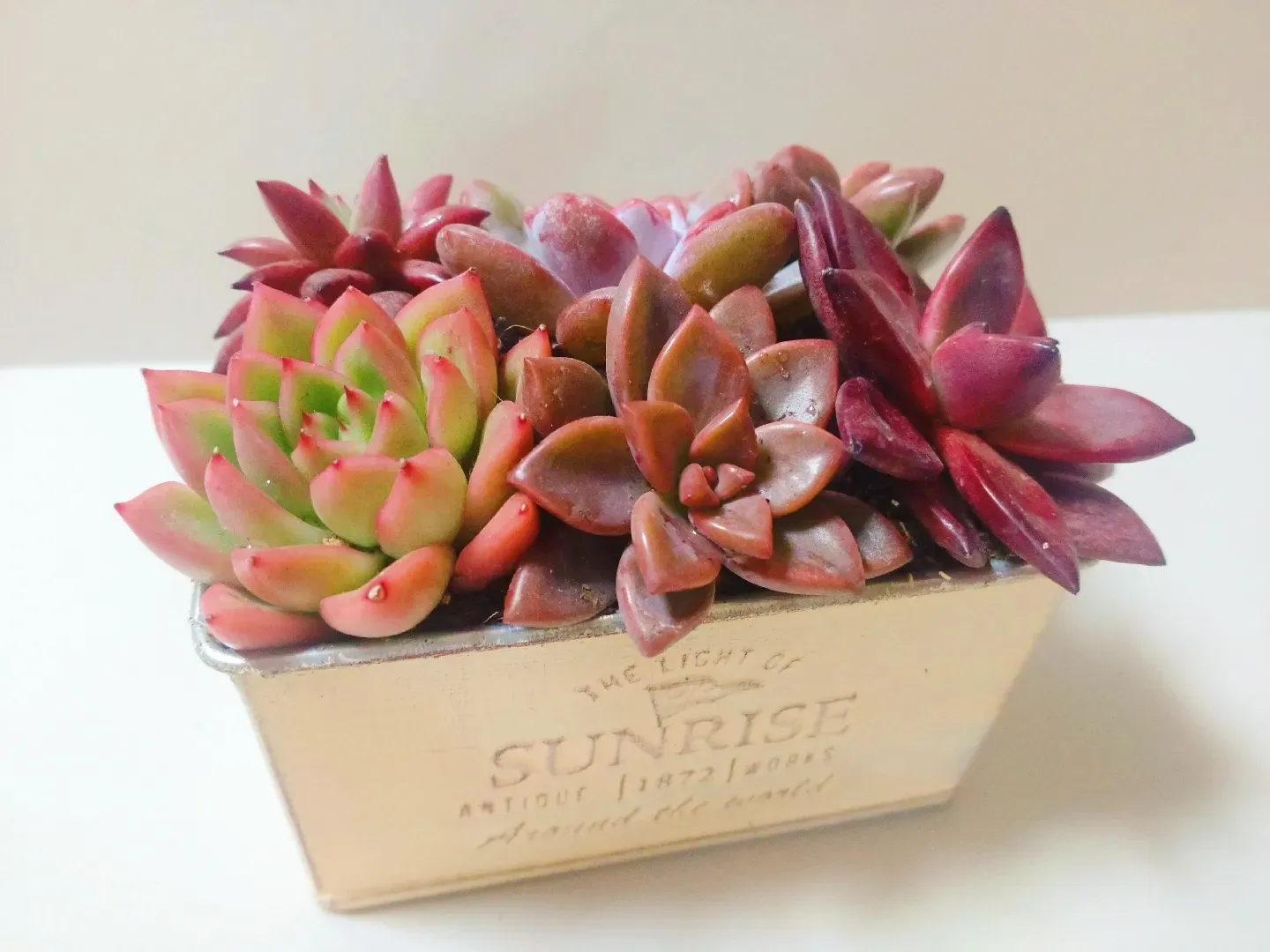 พืชอวบน้ำ ♡ สีม่วง ♡ | แกลเลอรีที่โพสต์โดย hiro 1972 | Lemon8