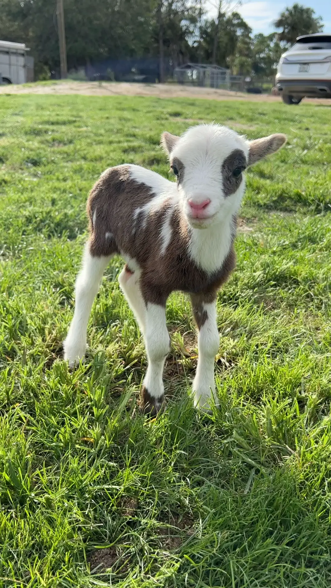 Baby Norman hopes you’re having a wonderful Monday | Video published by Little Bear | Lemon8