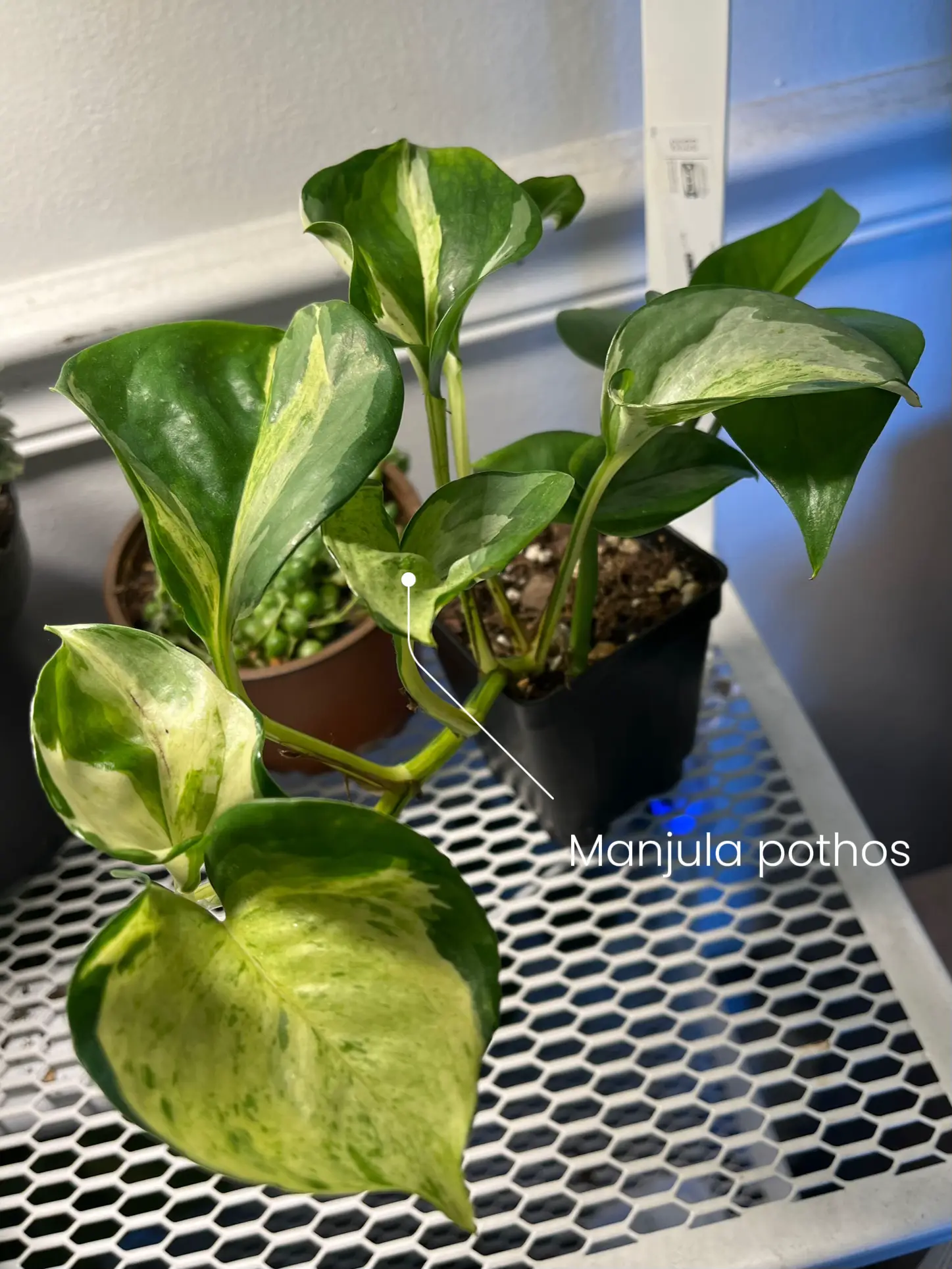 My current favorite plants | Gallery posted by kat tor | Lemon8