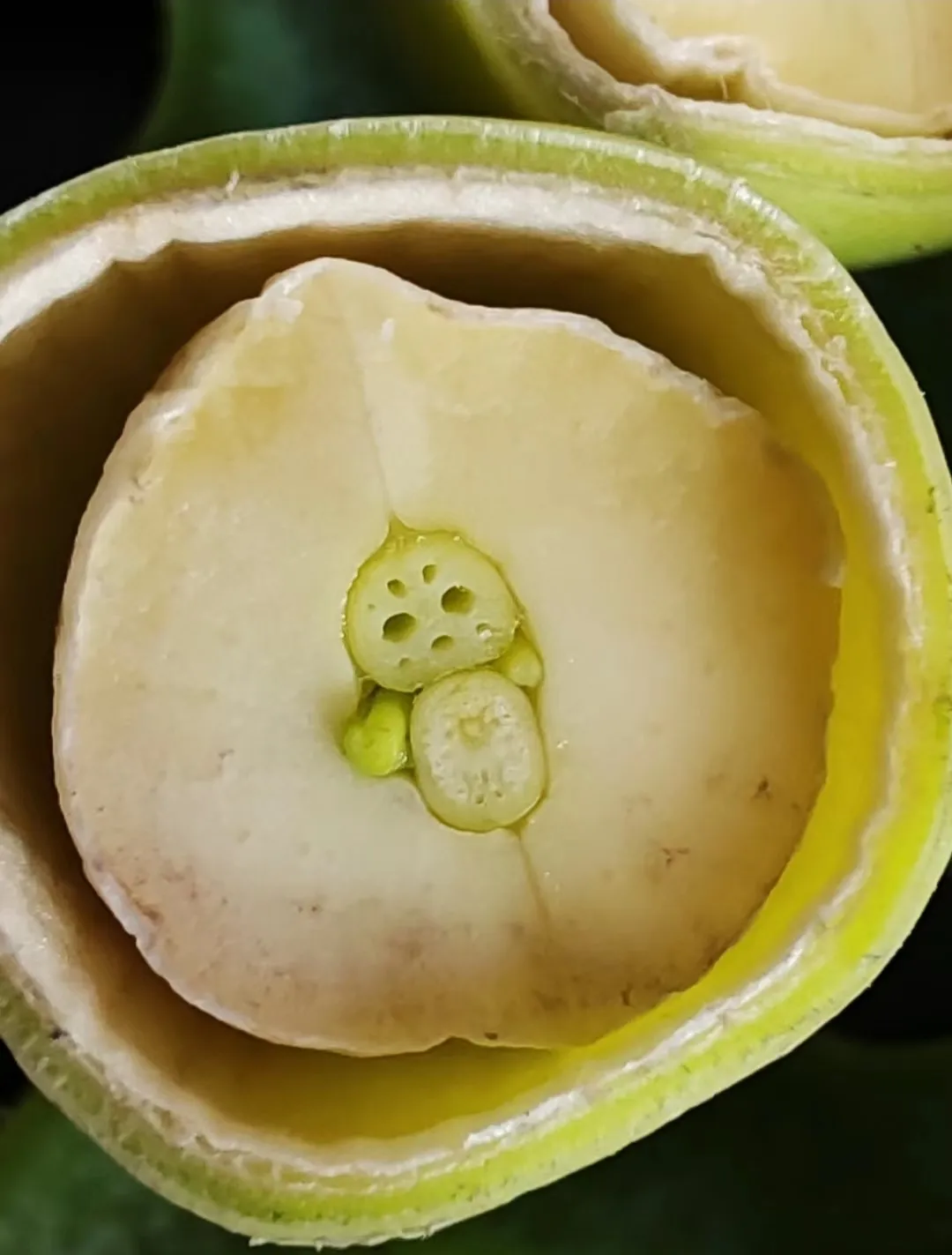 Lotus Root Dolls Hidden In Lotus Seeds! | Gallery posted by lilfennie | Lemon8