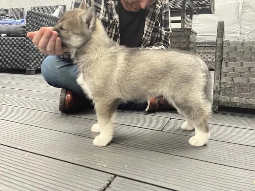 Siberian Husky puppy for adoption | Gallery posted by Nancy Nicol | Lemon8