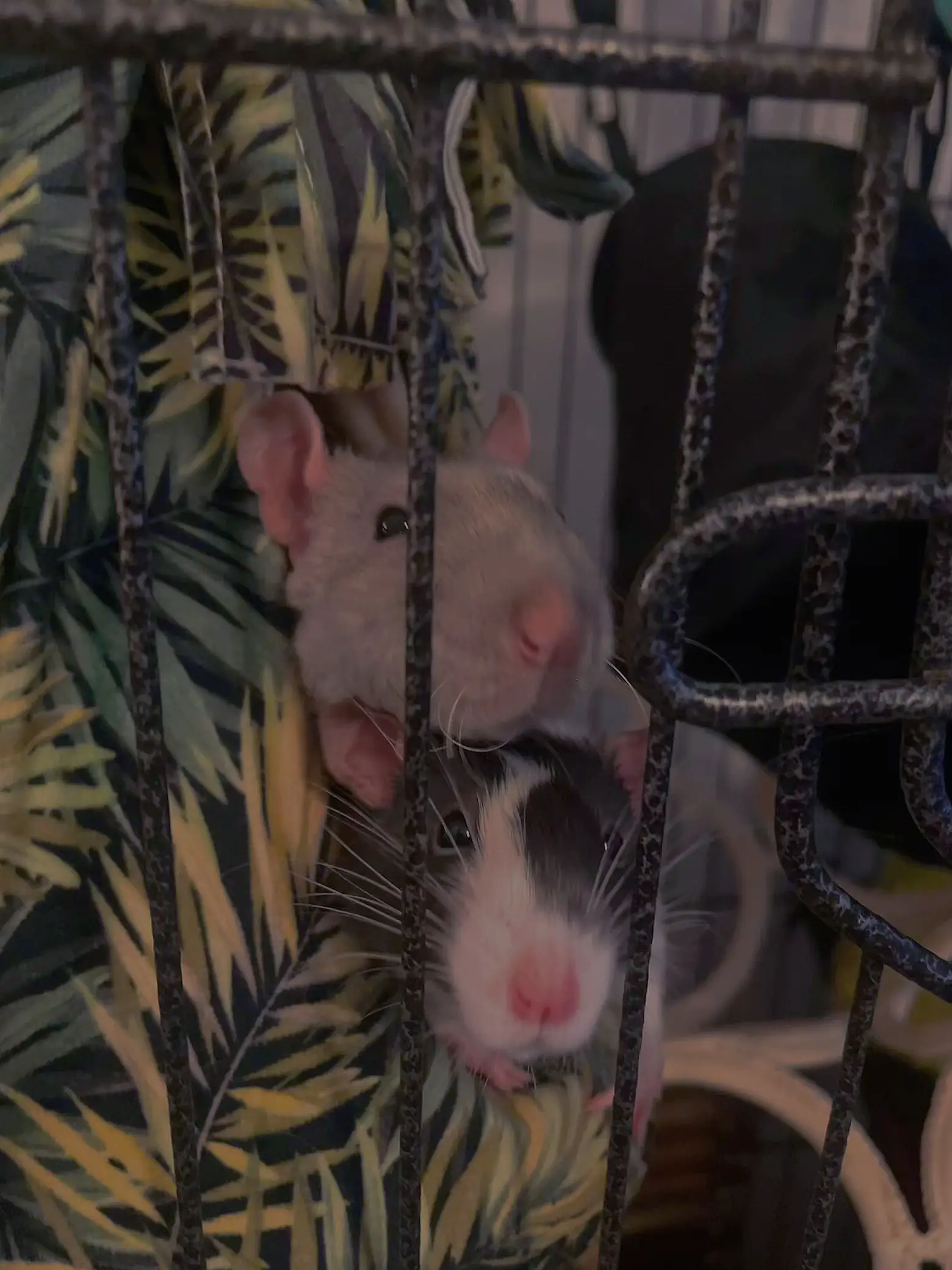 here’s three of my boys! | Gallery posted by gia !! | Lemon8