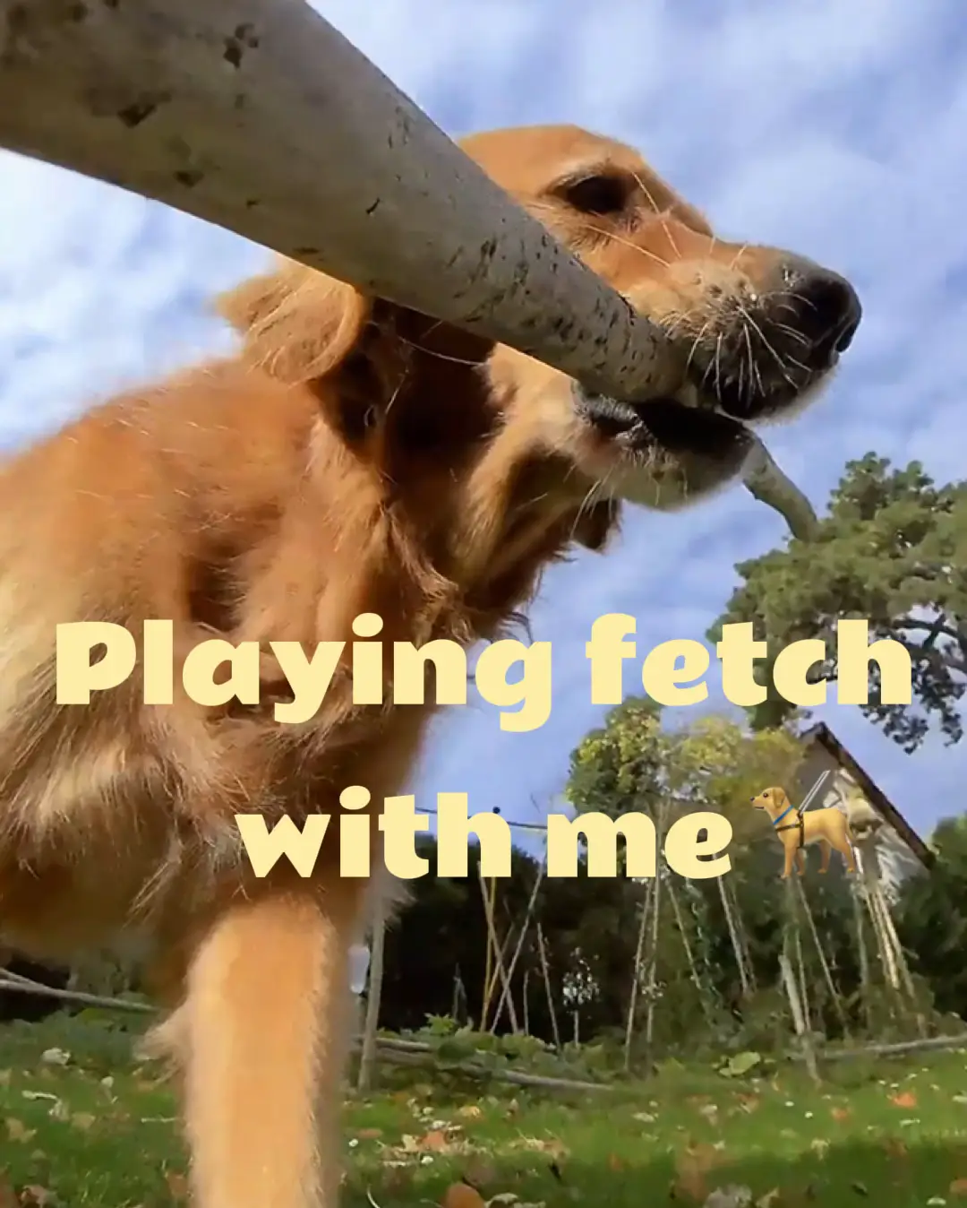 Playing fetch never looked so LIT 🔥 | วิดีโอที่เผยแพร่โดย Insta360 | Lemon8