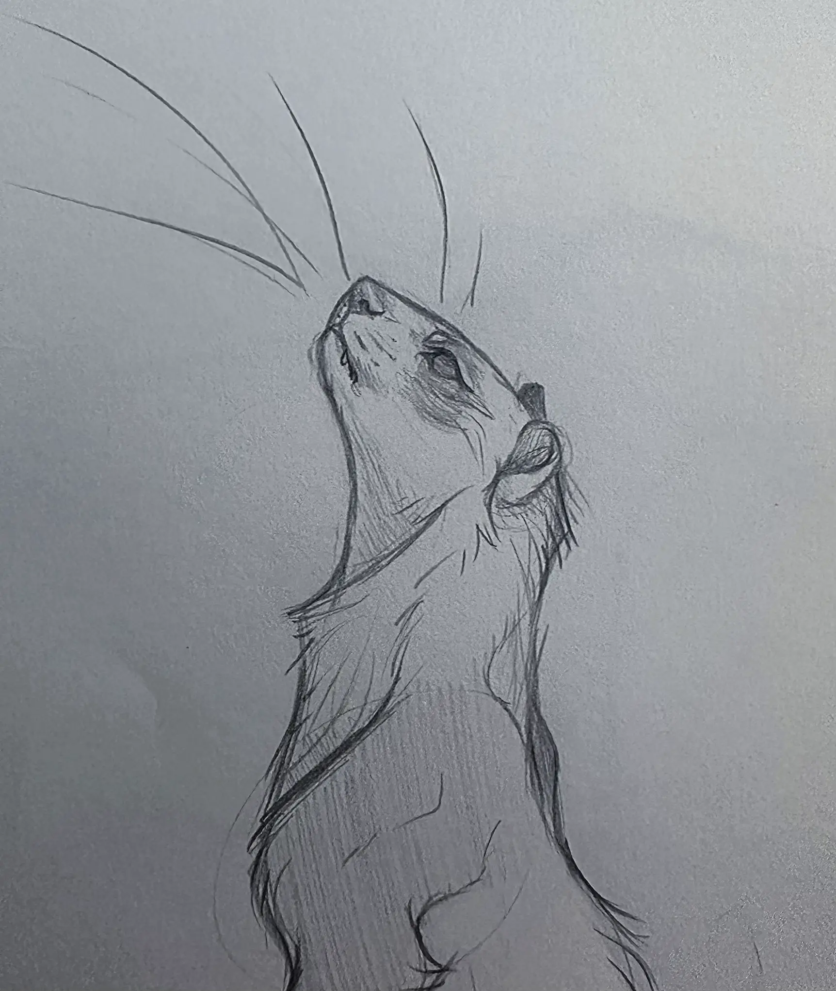 I draw ferrets | Gallery posted by Mara | Lemon8