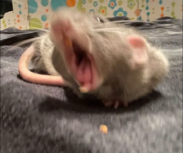 Rats Pictures | Gallery posted by Amyahhhh