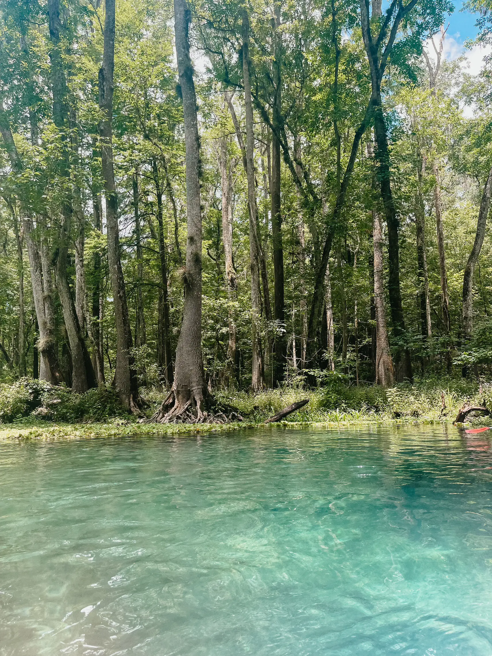 Florida’s spring-fed rivers are another world! | Gallery posted by ...