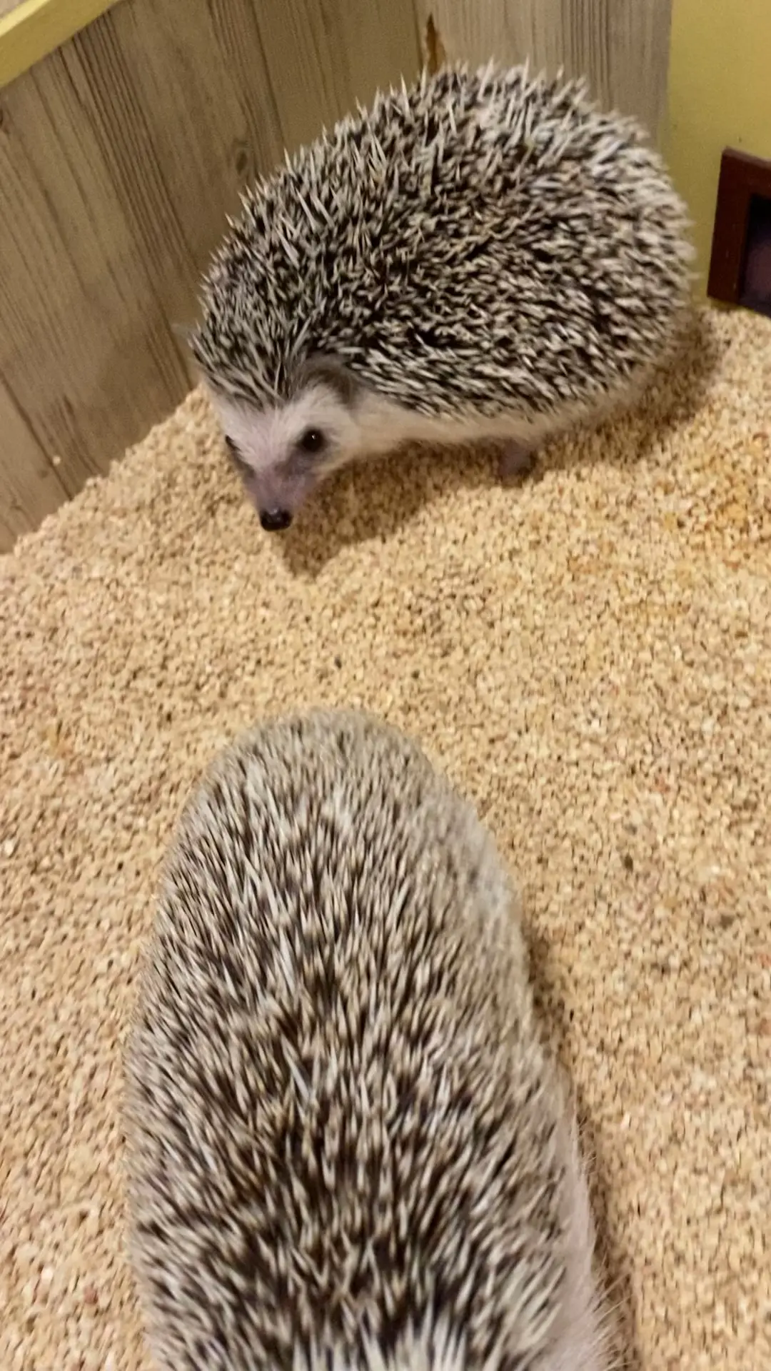 友達になっているハリちゃん | Hari Kamiの投稿動画 | Lemon8