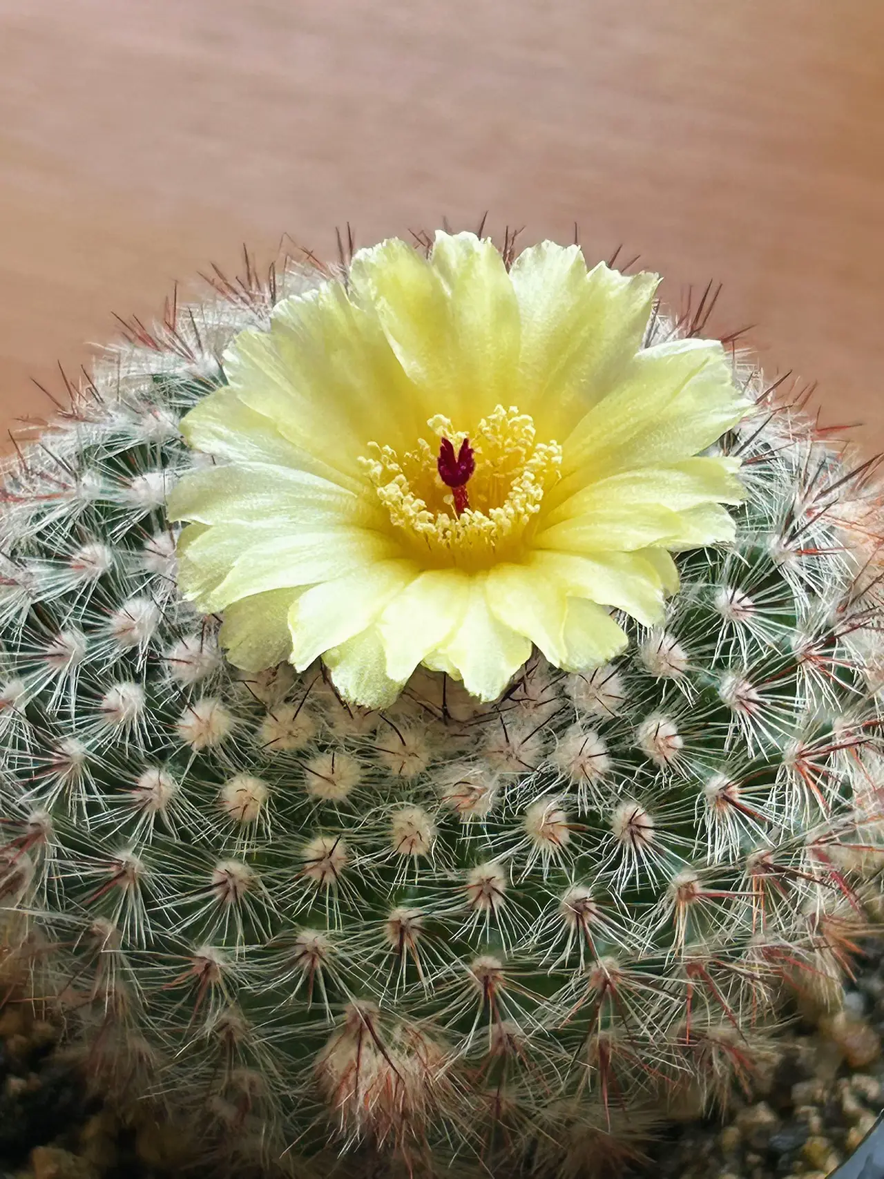 サボテンの花 | Arinomamaが投稿したフォトブック | Lemon8