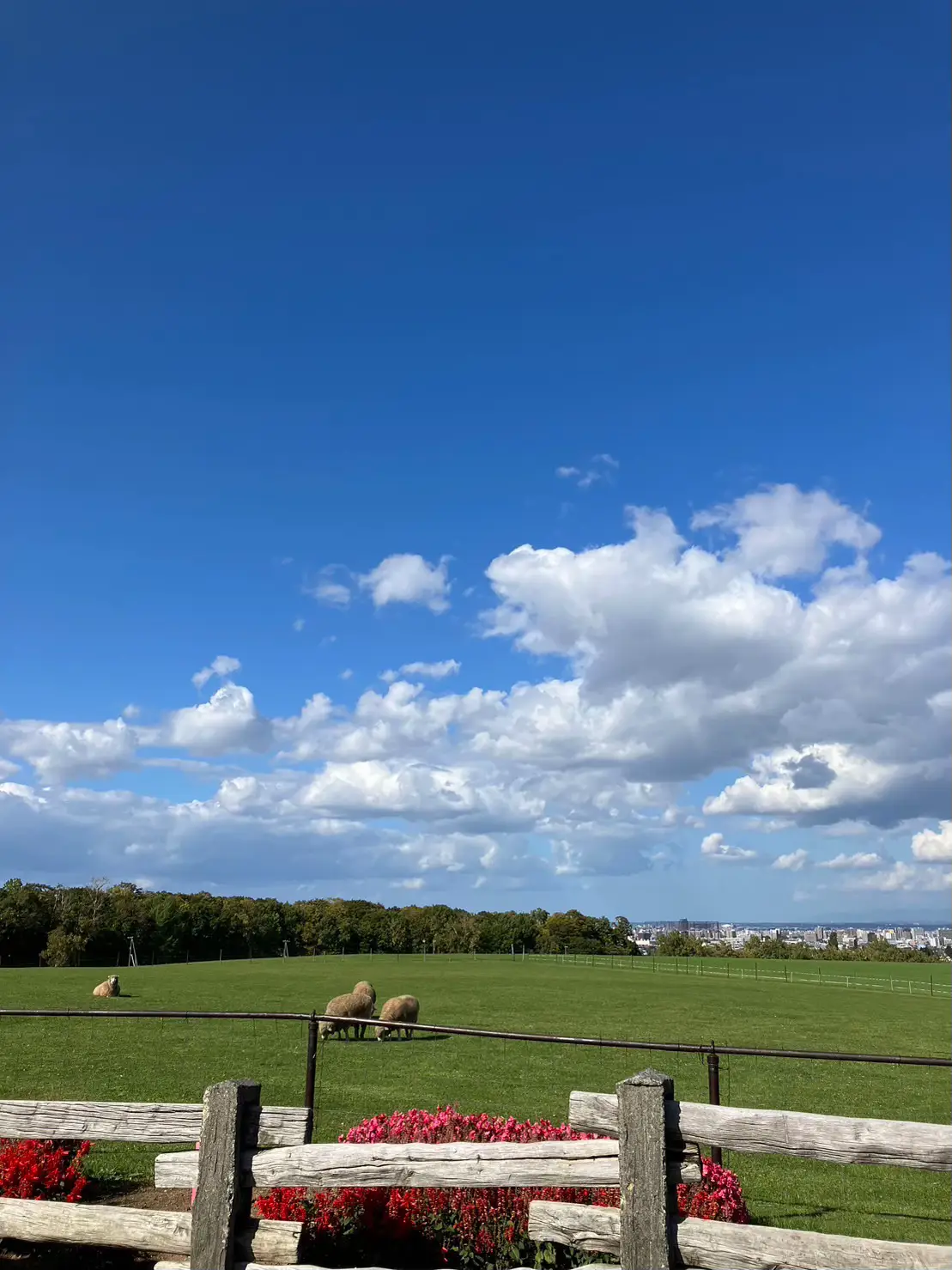 北海道の🐏 | แกลเลอรีที่โพสต์โดย maru_chan | Lemon8