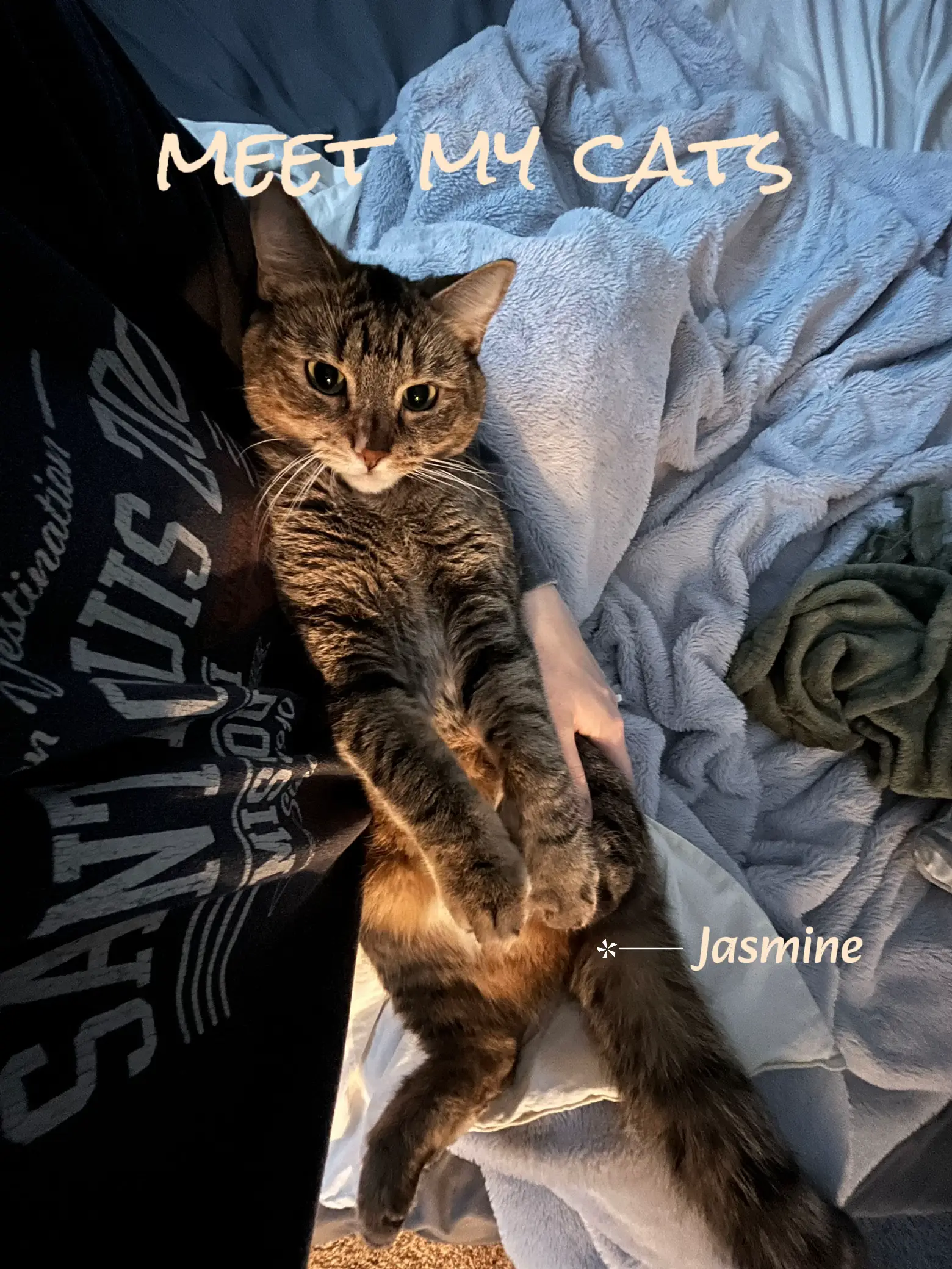 meet my cats 🐱 | Alyssaが投稿したフォトブック | Lemon8