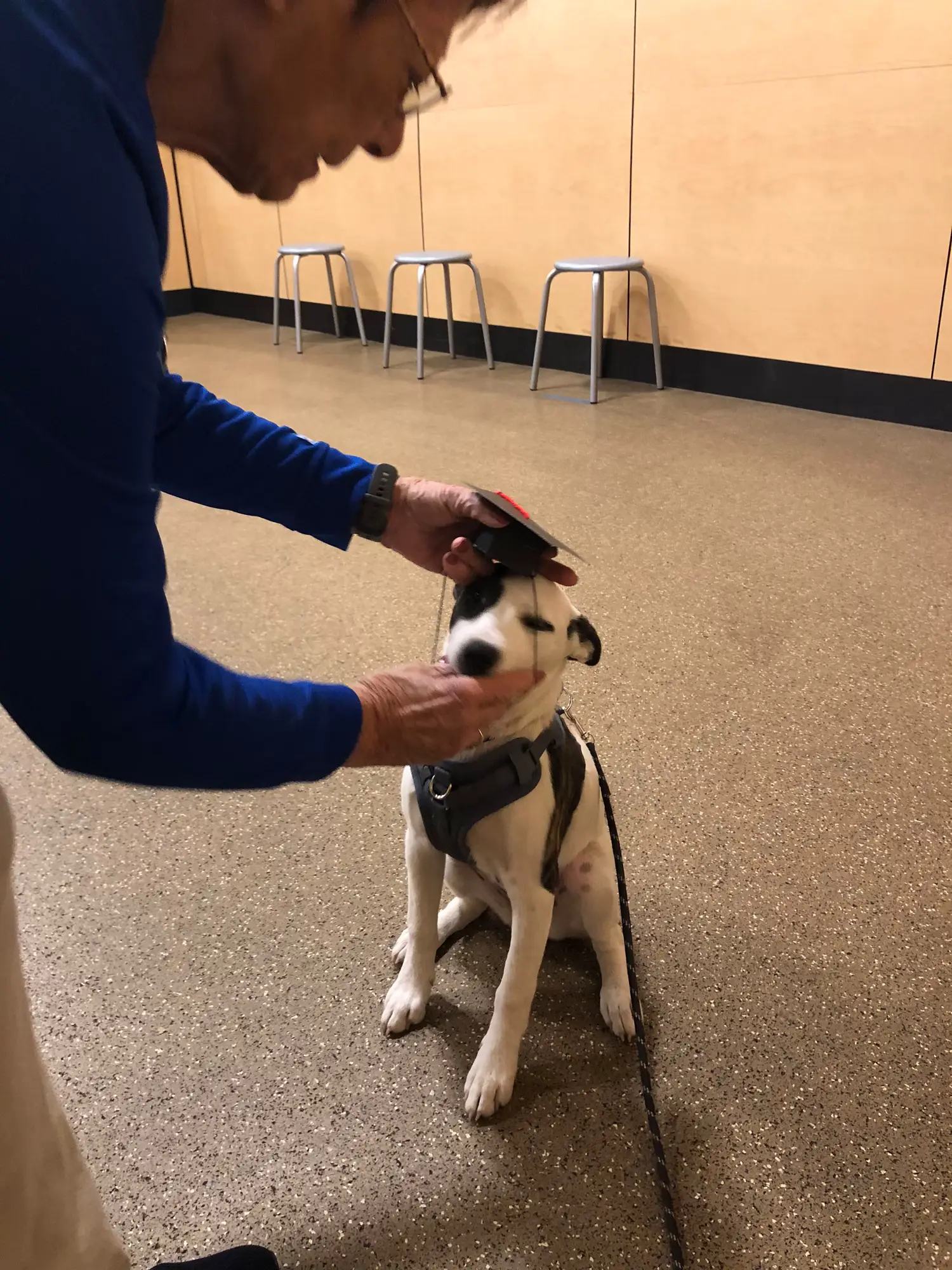 Puppy schools graduation | Gallery posted by Emme | Lemon8