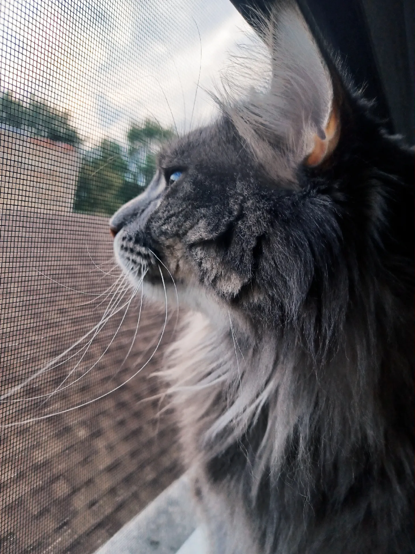 pretty kitty | Gallery posted by bibi.exe | Lemon8