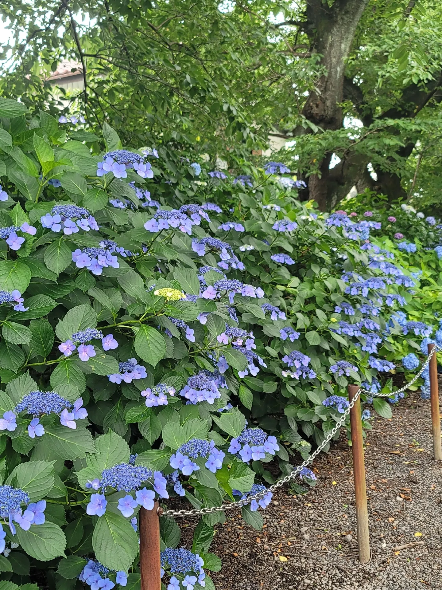 【群馬観光】真光寺 アジサイ寺 R5.6/24 | ももが投稿したフォトブック | Lemon8