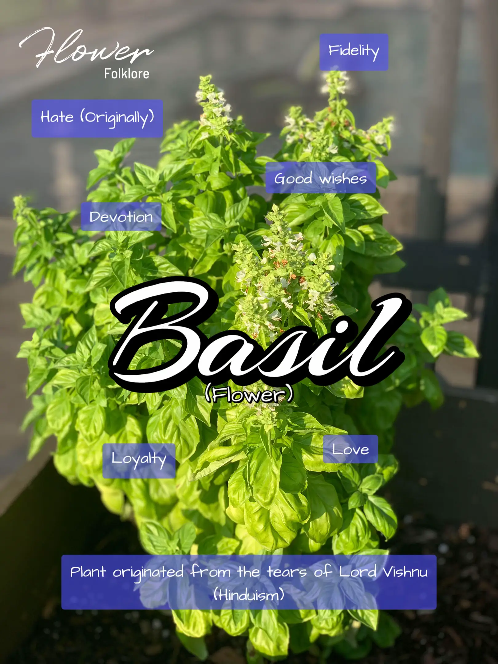 Basil | แกลเลอรีที่โพสต์โดย TheVioletWitch | Lemon8