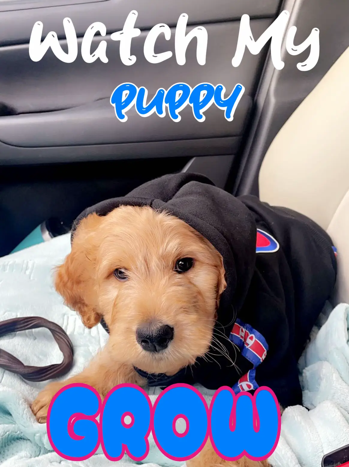 Watch my puppy grow 🐾💛 | Gallery posted by Bri 🤍 | Lemon8