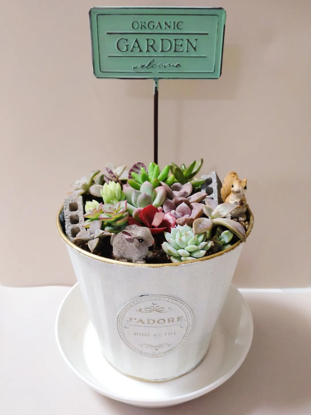 多肉植物 寄せ植えに挑戦🦾 | Gallery posted by hiro 1972 | Lemon8