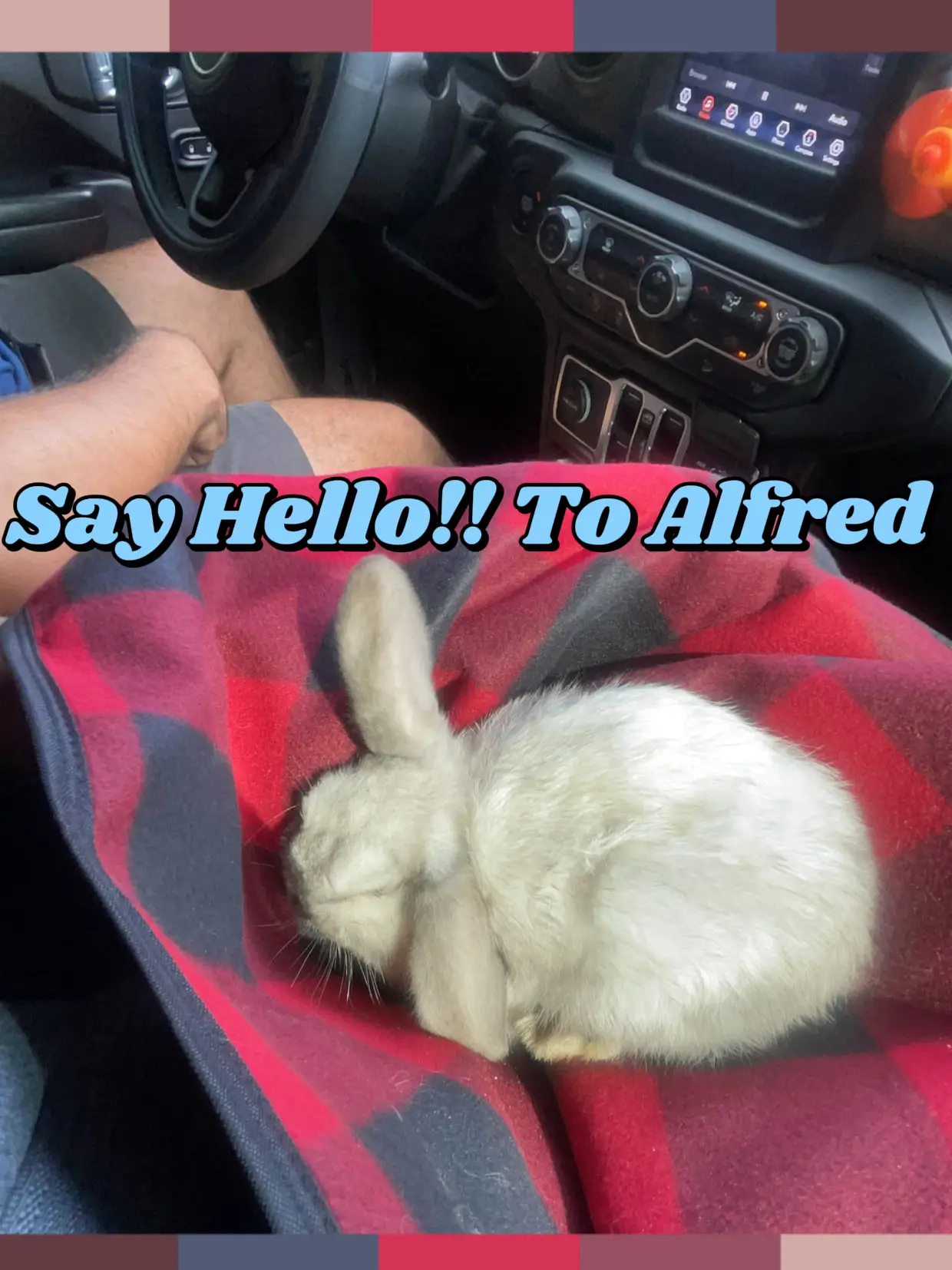 My baby bunnnyyy | Gallery posted by Oksie | Lemon8