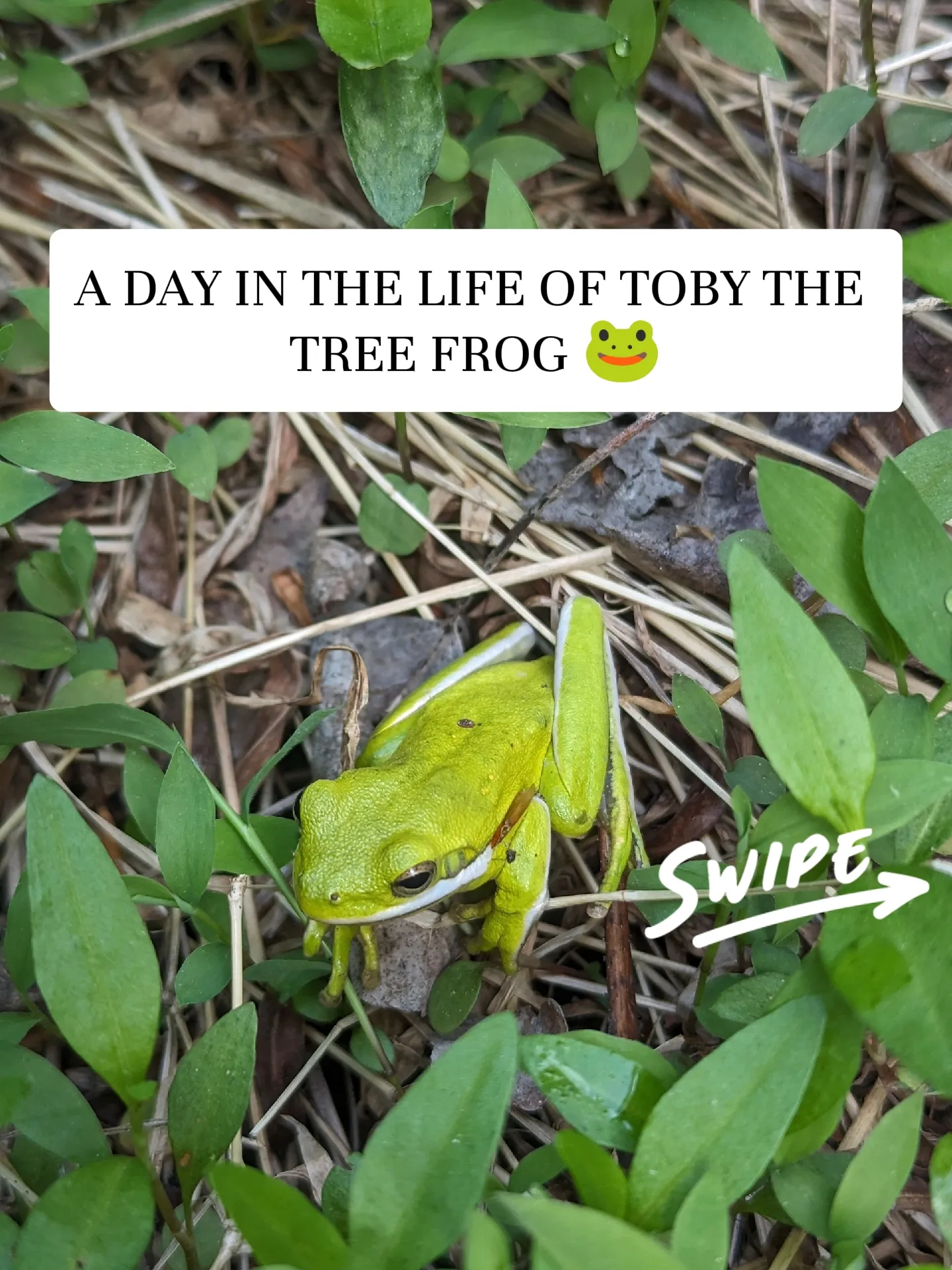 A DAY IN THE LIFE OF TOBY THE TREE FROG 🐸 | Gallery posted by Brea ...