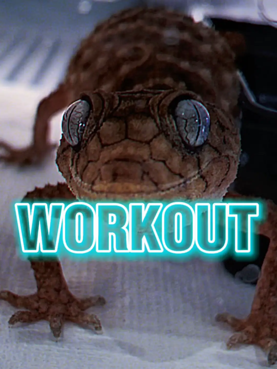 Gecko doing push-ups | Video published by LUCK UP | Lemon8