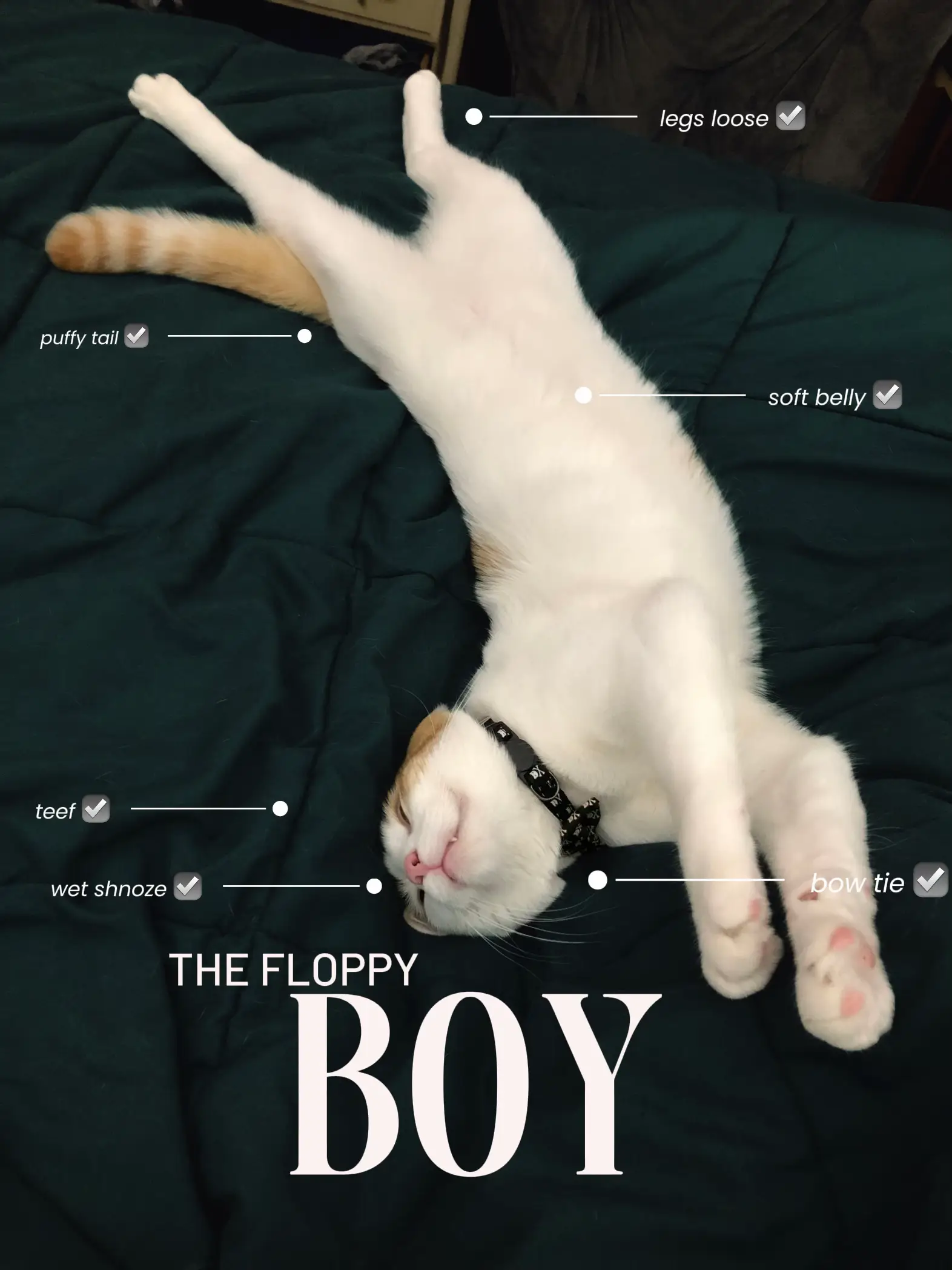Parker is FLOPPY | Gallery posted by lela | Lemon8