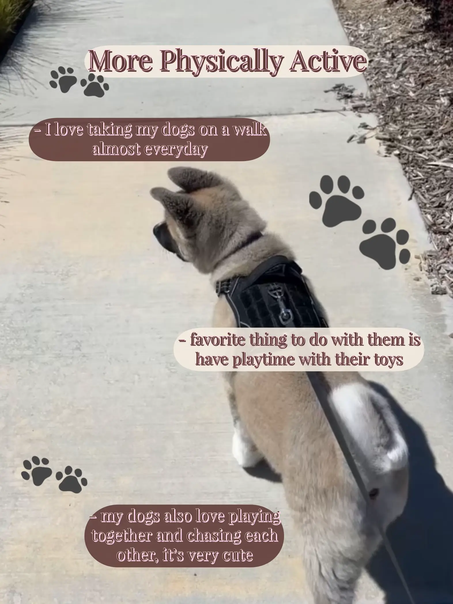 Benefits of Owning a Dog 🐶⭐️🐾 | Gallery posted by Nicolette | Lemon8