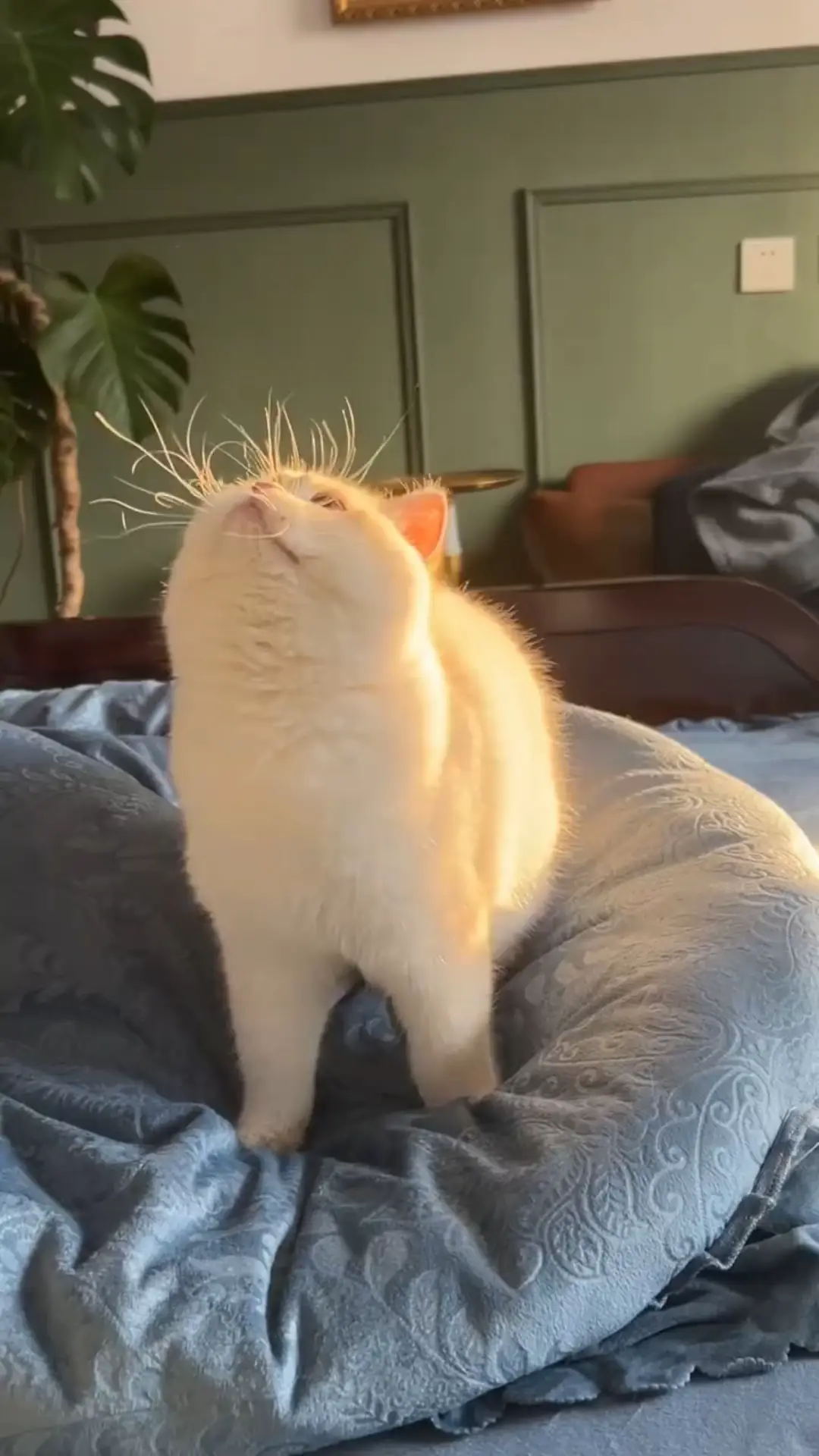 So Cute！ | Video published by ShareLifeVibes | Lemon8