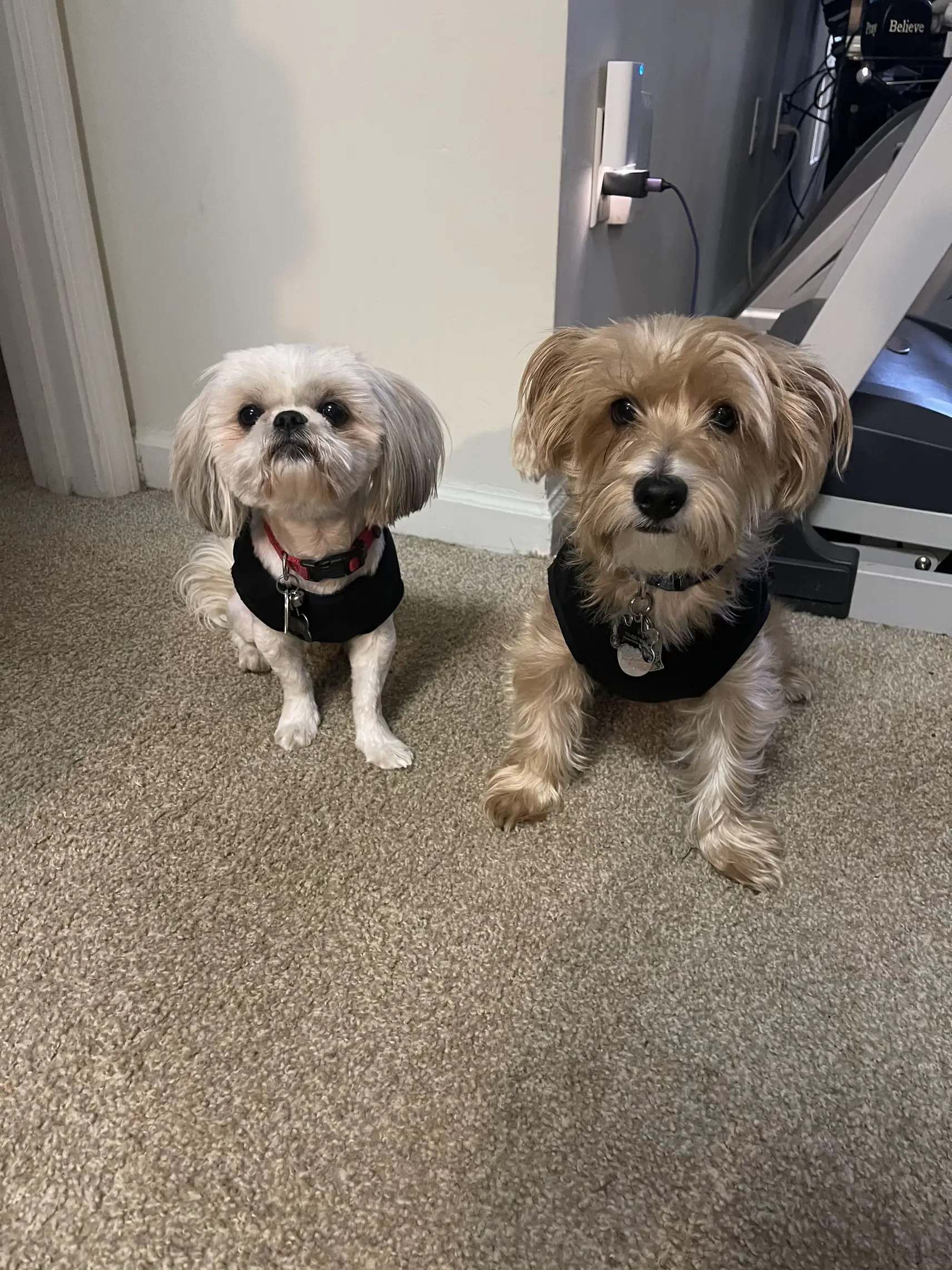 Yorkshire terriers 🐶 | Gallery posted by Ciara Ayana | Lemon8
