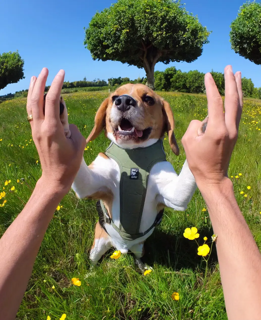 Adorable Paw-spectives with My Tiny Action Cam 🥰 | Insta360 が投稿したフォトブック | Lemon8