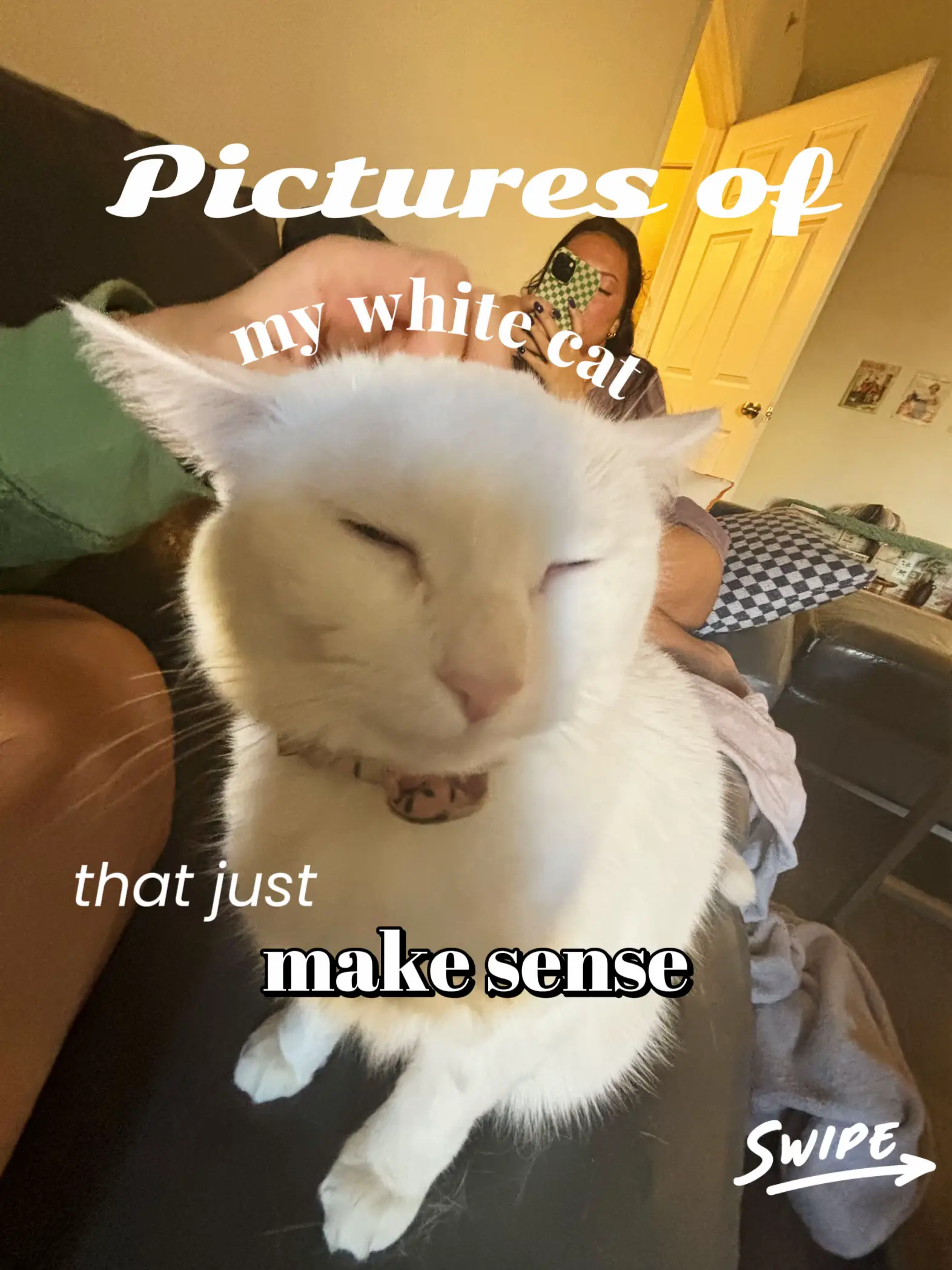 Pictures of my white cat that just make sense | Gallery posted by kayy ...