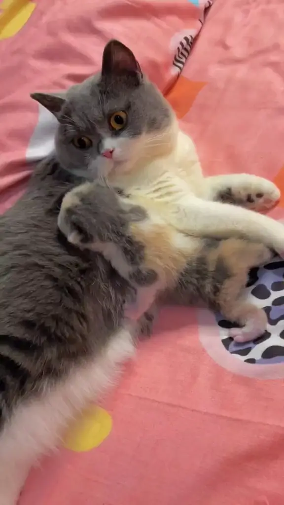The mother cat🐈responds to her young during🍼breast | Video published by ca_7t_s | Lemon8