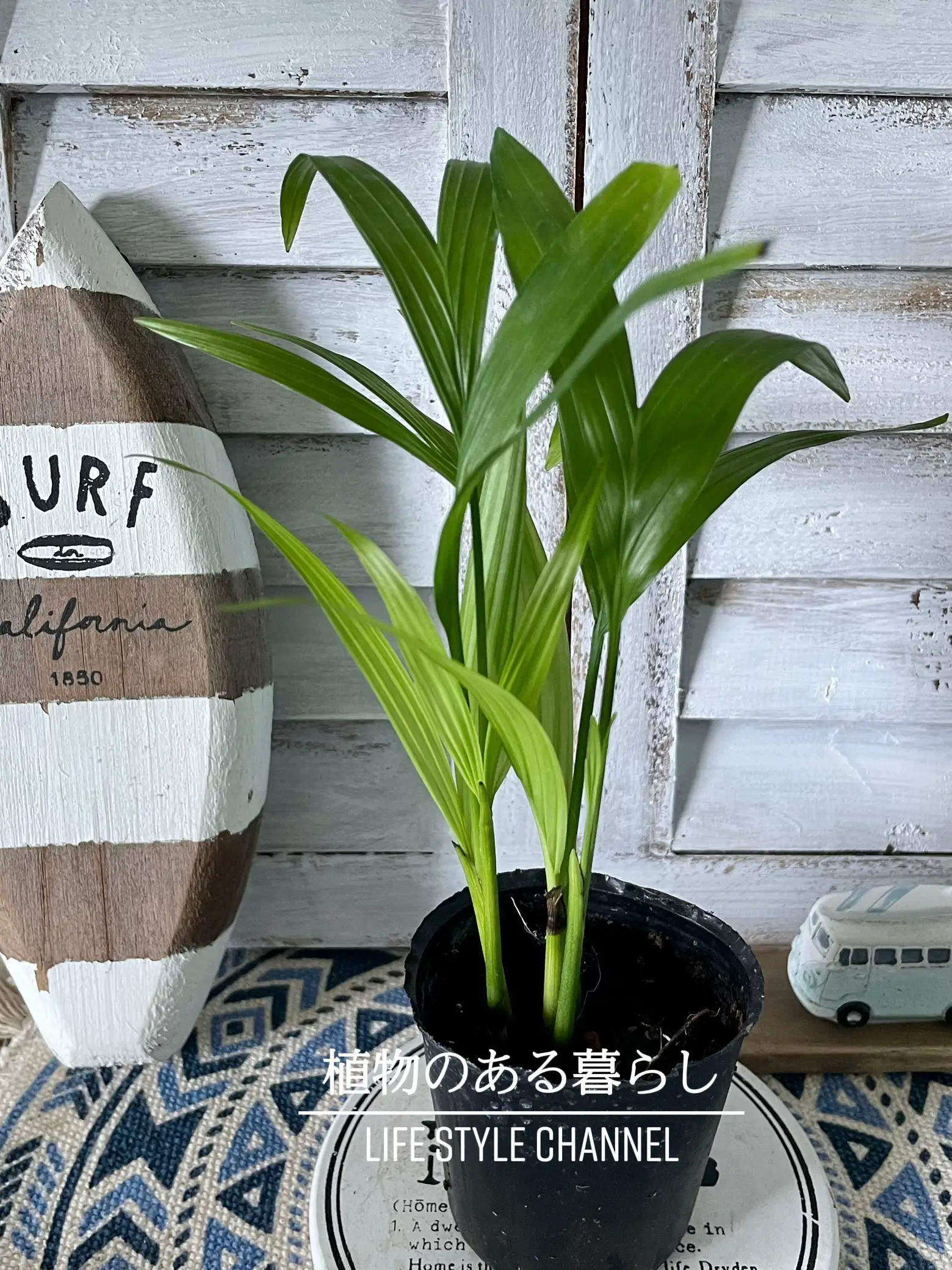 🏝ตั้งแต่วันนี้ฉันจะยังคง [ปลูกซื้อคืน] 🏝ฝ่ามือ Puricha | แกลเลอรีที่ ...