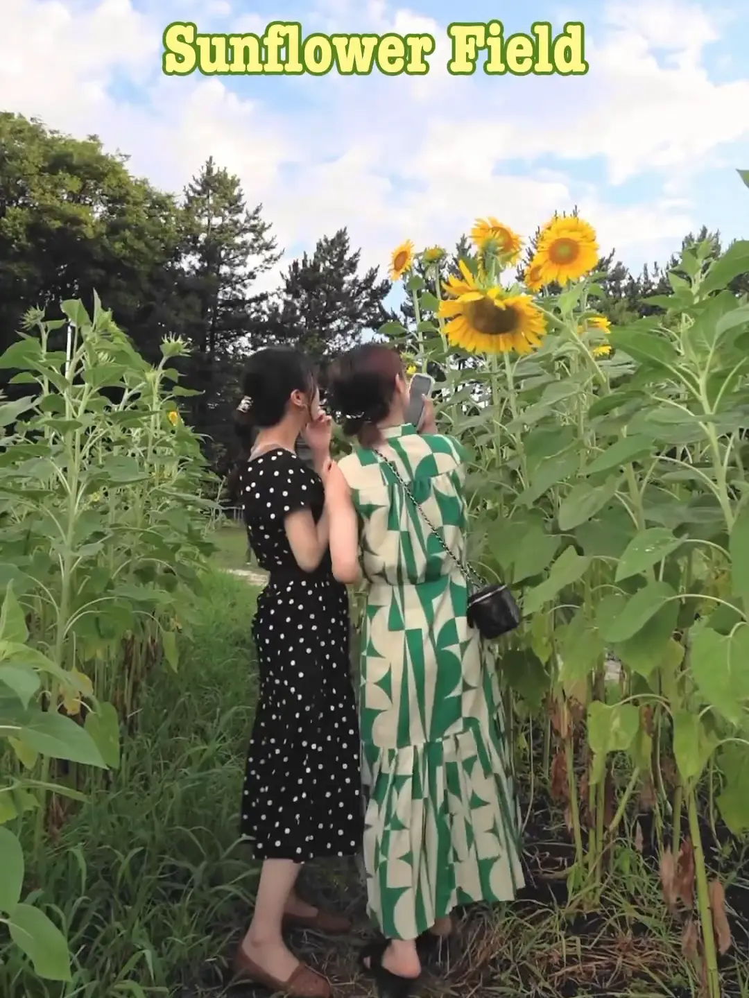 東京駅から15分で行けるひまわり畑 | ayaneの投稿動画 | Lemon8
