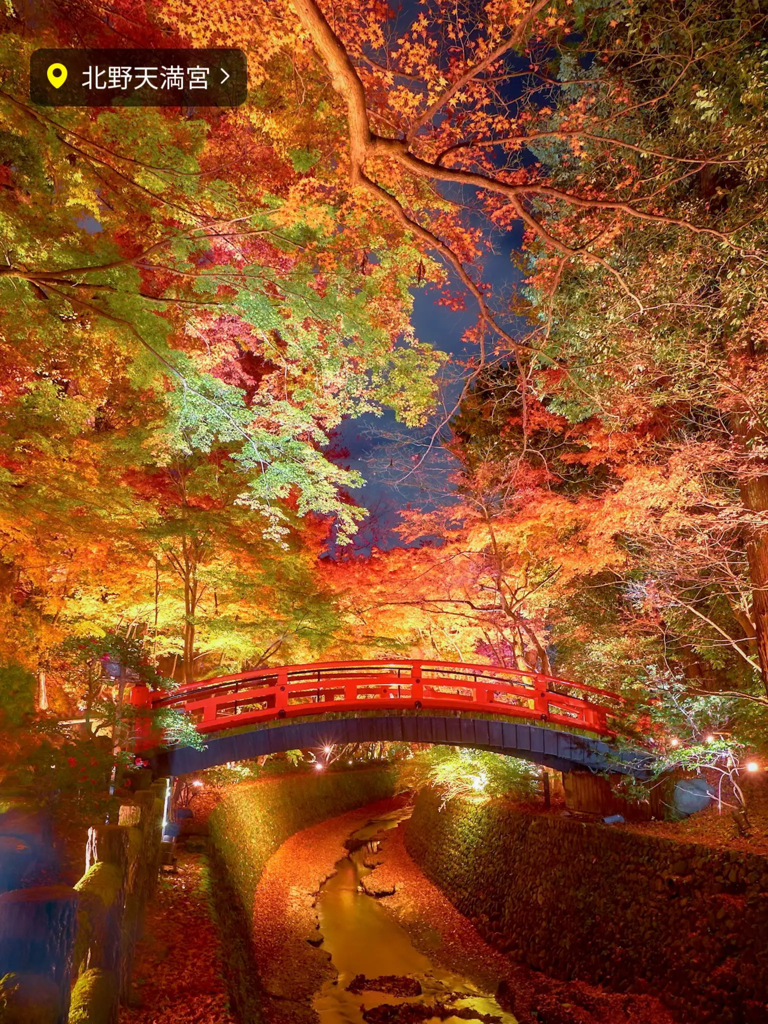 I want to go all! 】 8 Autumn Leaves Light-up Selections in Kyoto ...