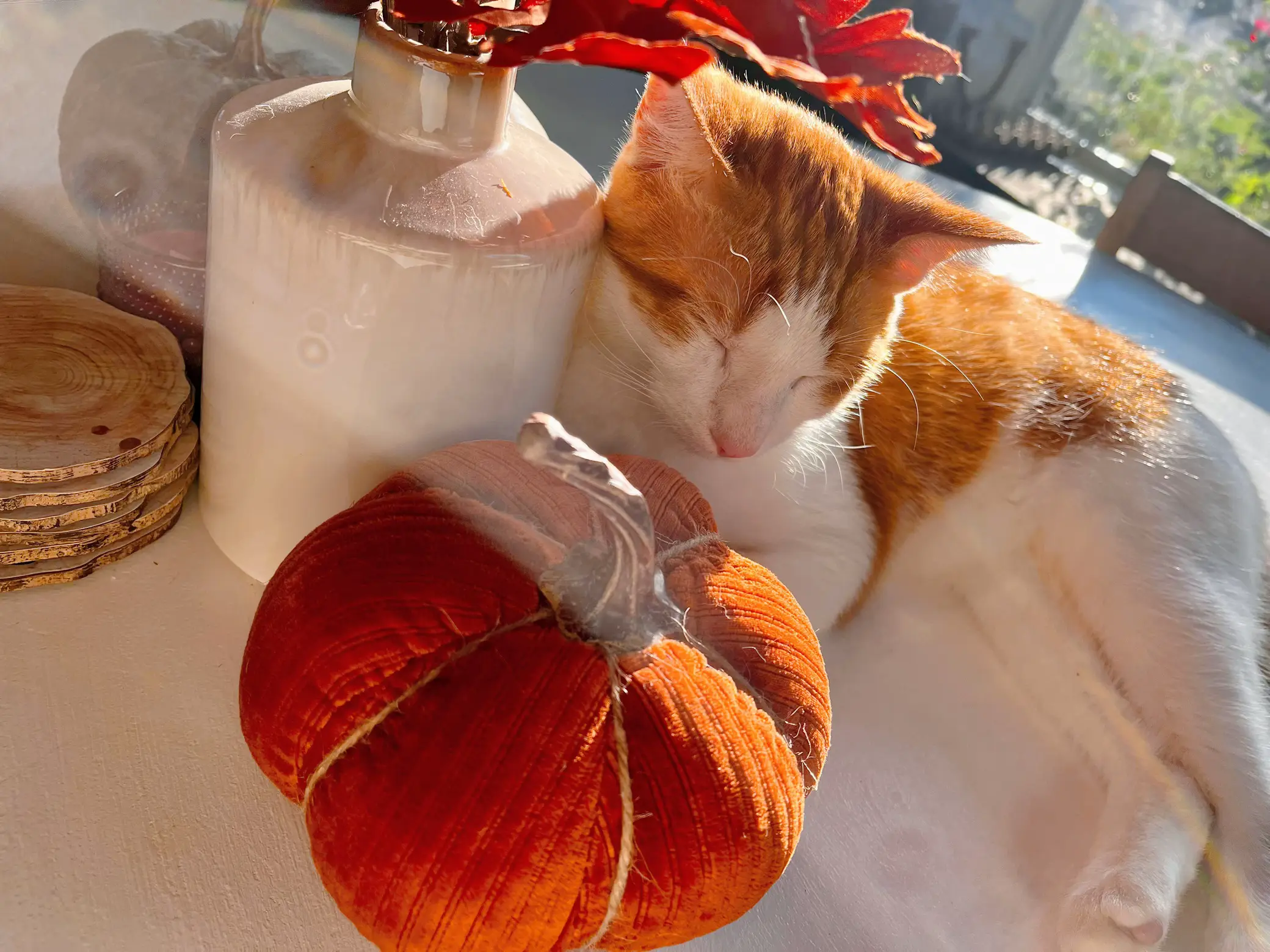 Meet my cat Arlo | Gallery posted by Danielle | Lemon8