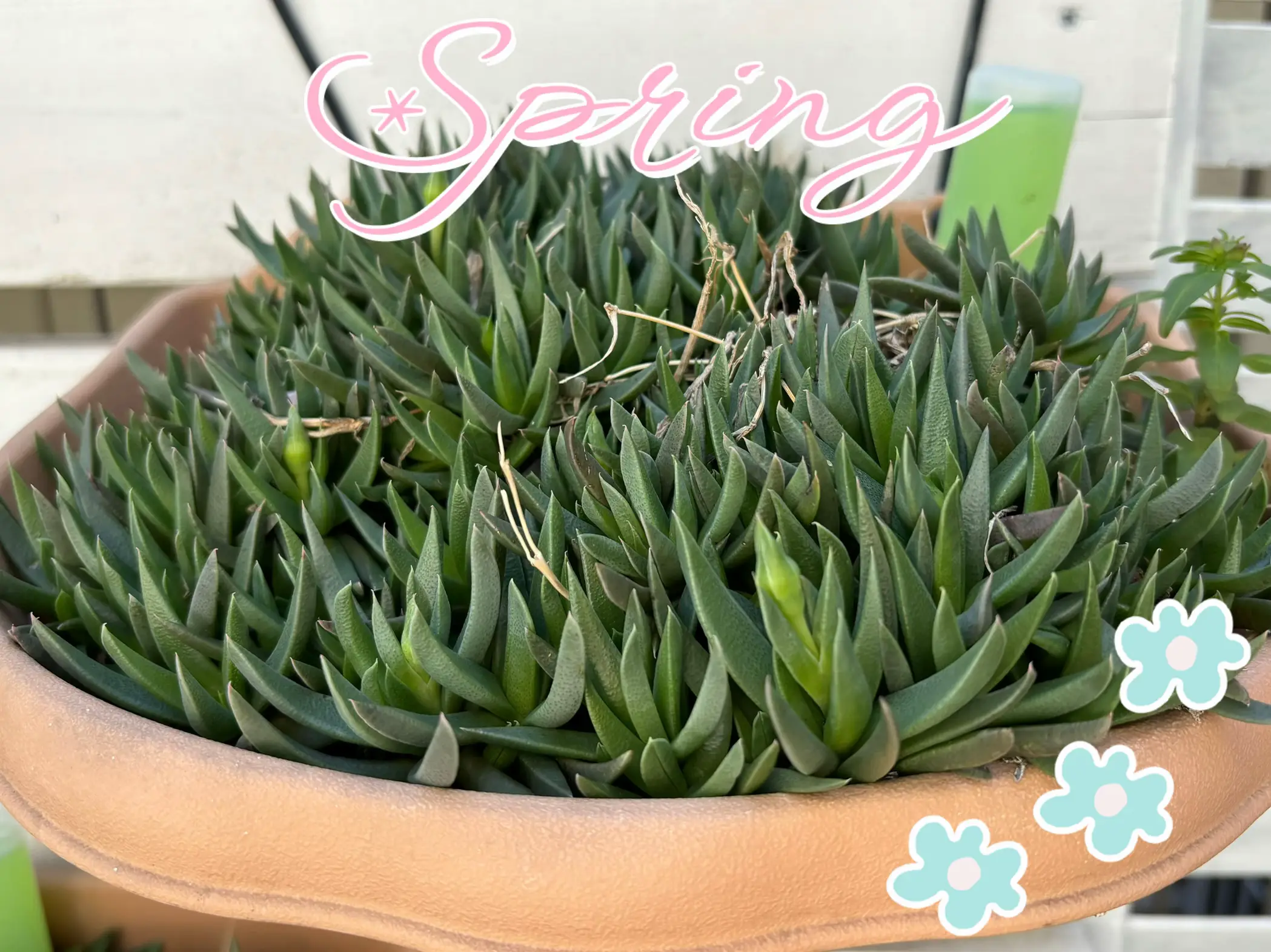 sunrise | kanonが投稿したフォトブック | Lemon8