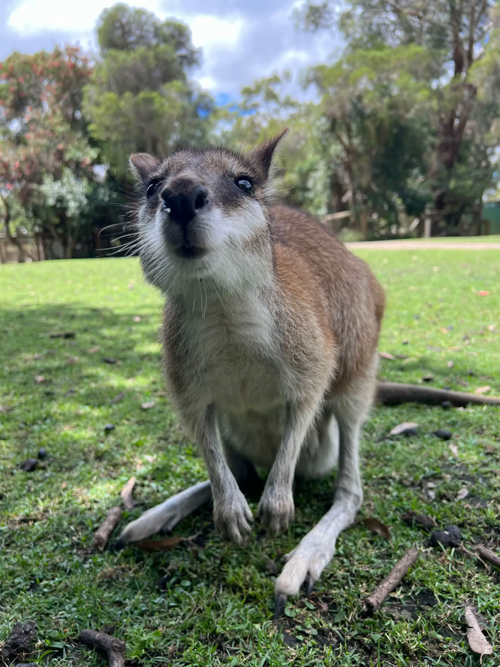 วอลลาบี | แกลเลอรีที่โพสต์โดย Misaki | Lemon8