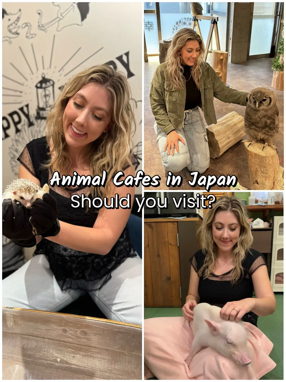 Animal Cafes in Japan - Should You Visit? | Gallery posted by Shay | Lemon8