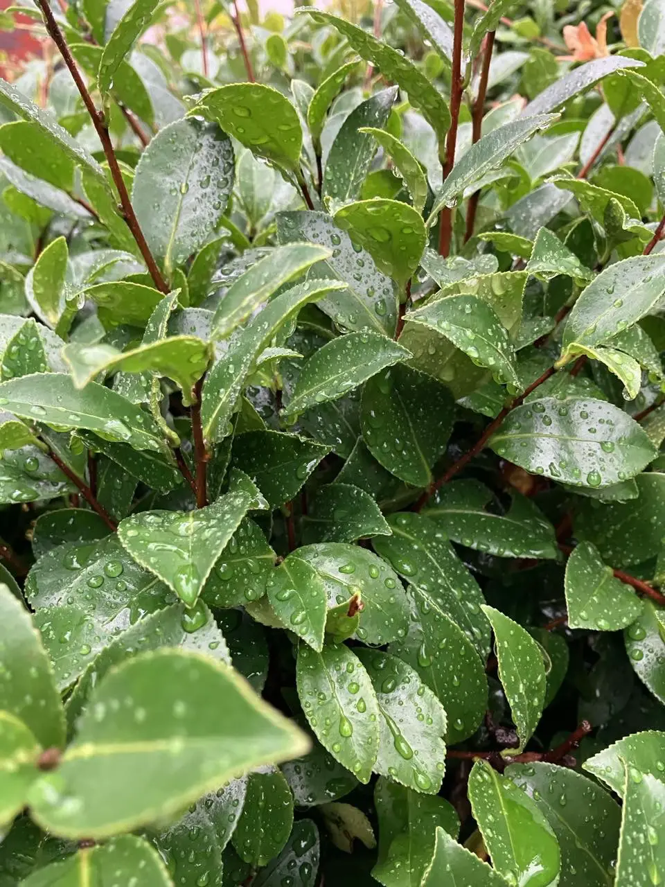 18 June 2024 | Robin Singhが投稿したフォトブック | Lemon8