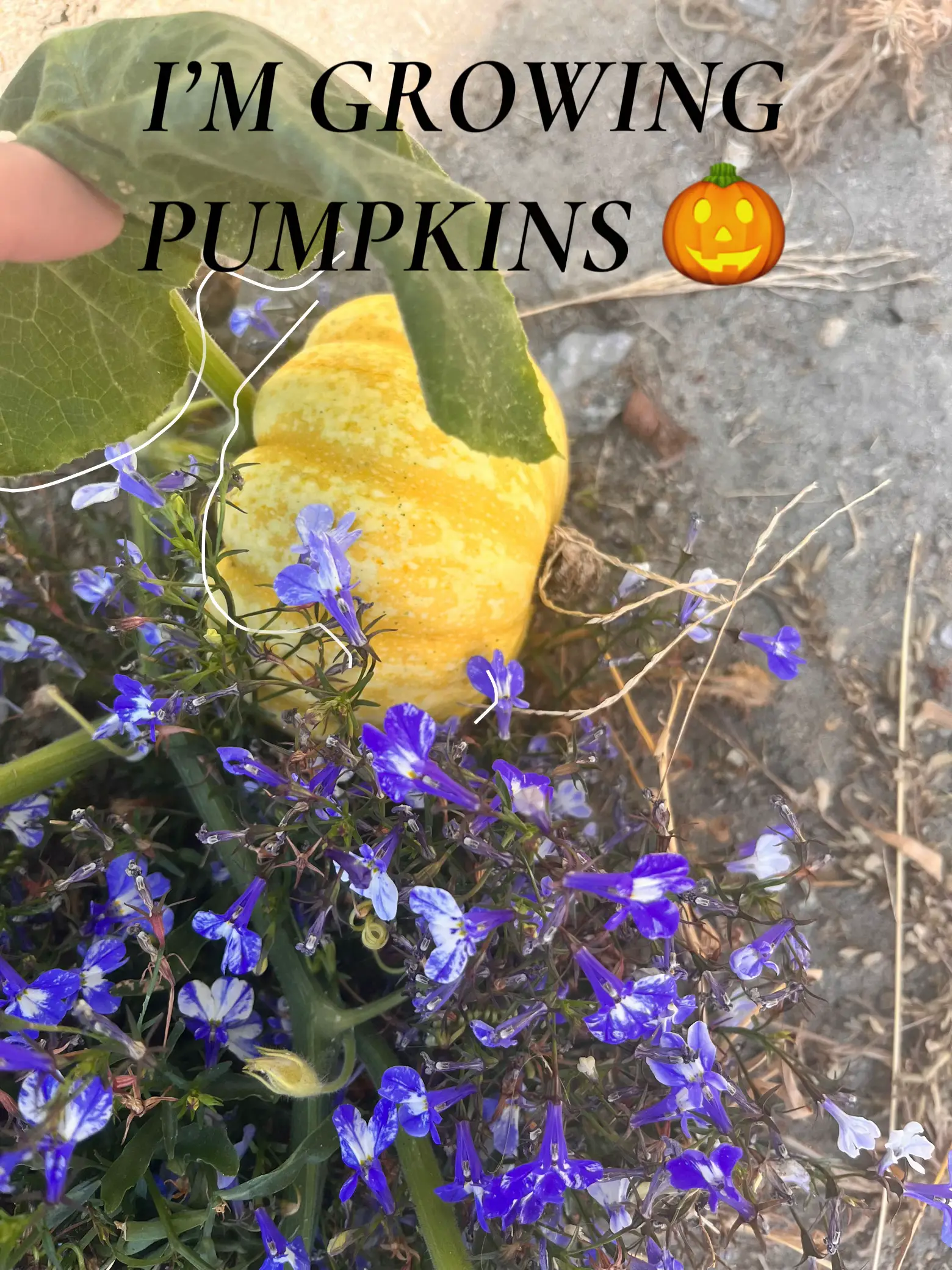 💚👍🏻 | Kailee Smithが投稿したフォトブック | Lemon8