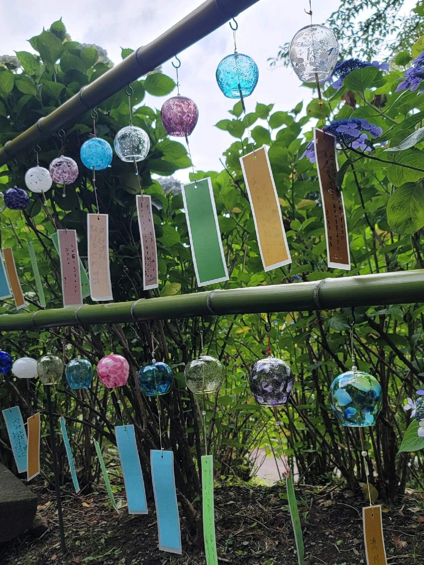 【群馬観光】小野池あじさい公園‪ R5.6/24 | ももが投稿したフォトブック | Lemon8